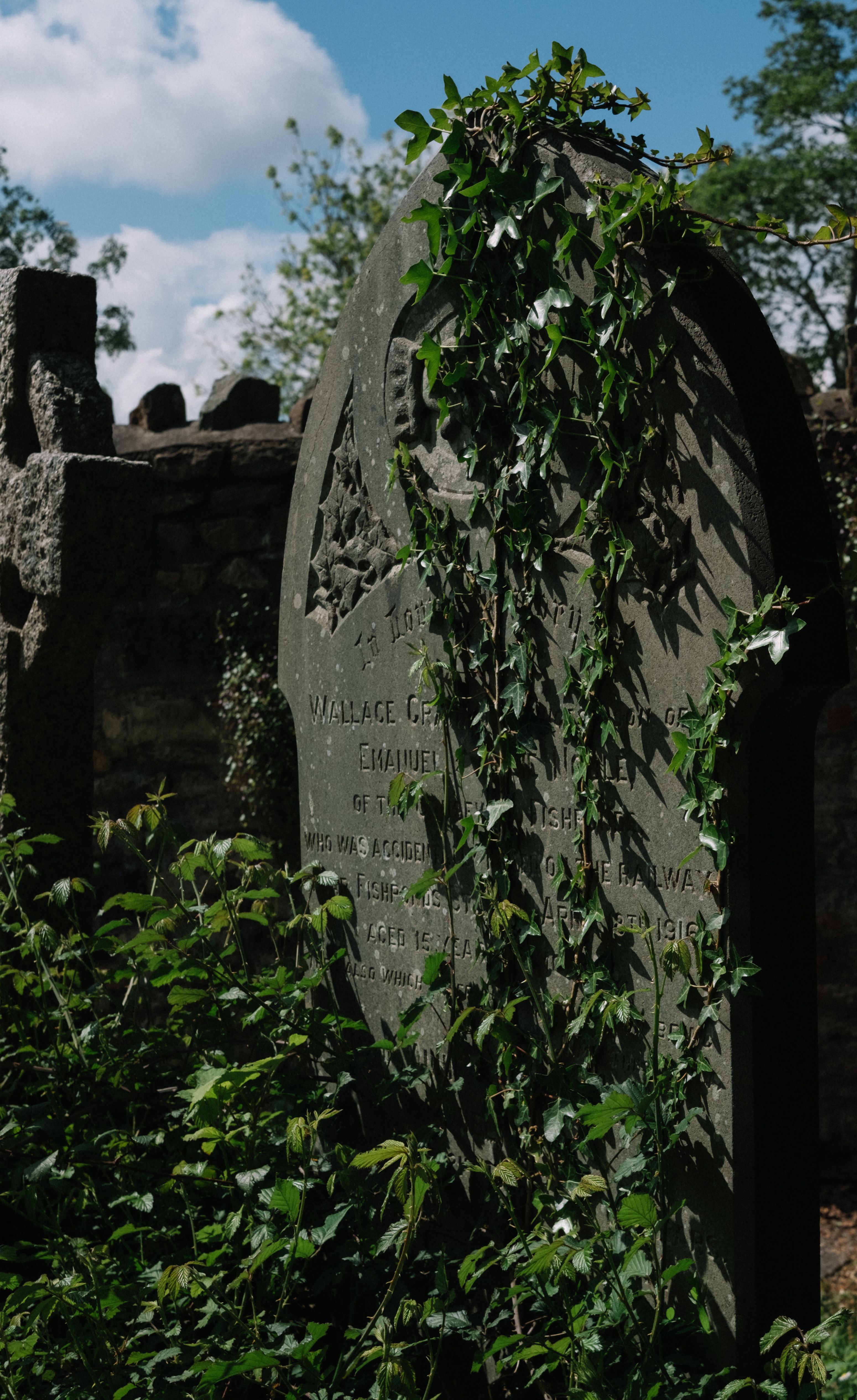 Close Up of Tombstone Covered With Ivy · Free Stock Photo