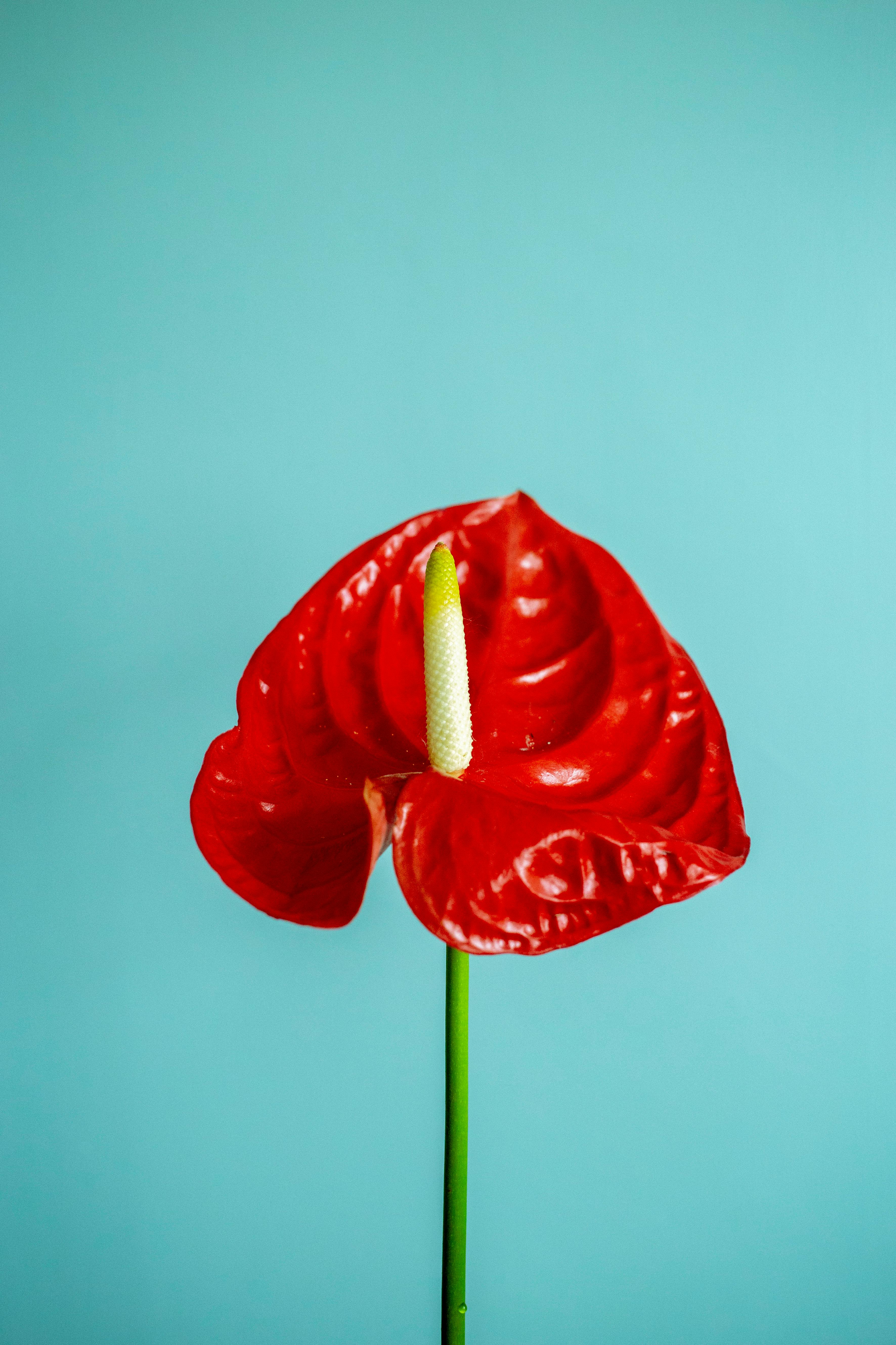 Colorful blooming calla with pointed spadix on blue background · Free ...