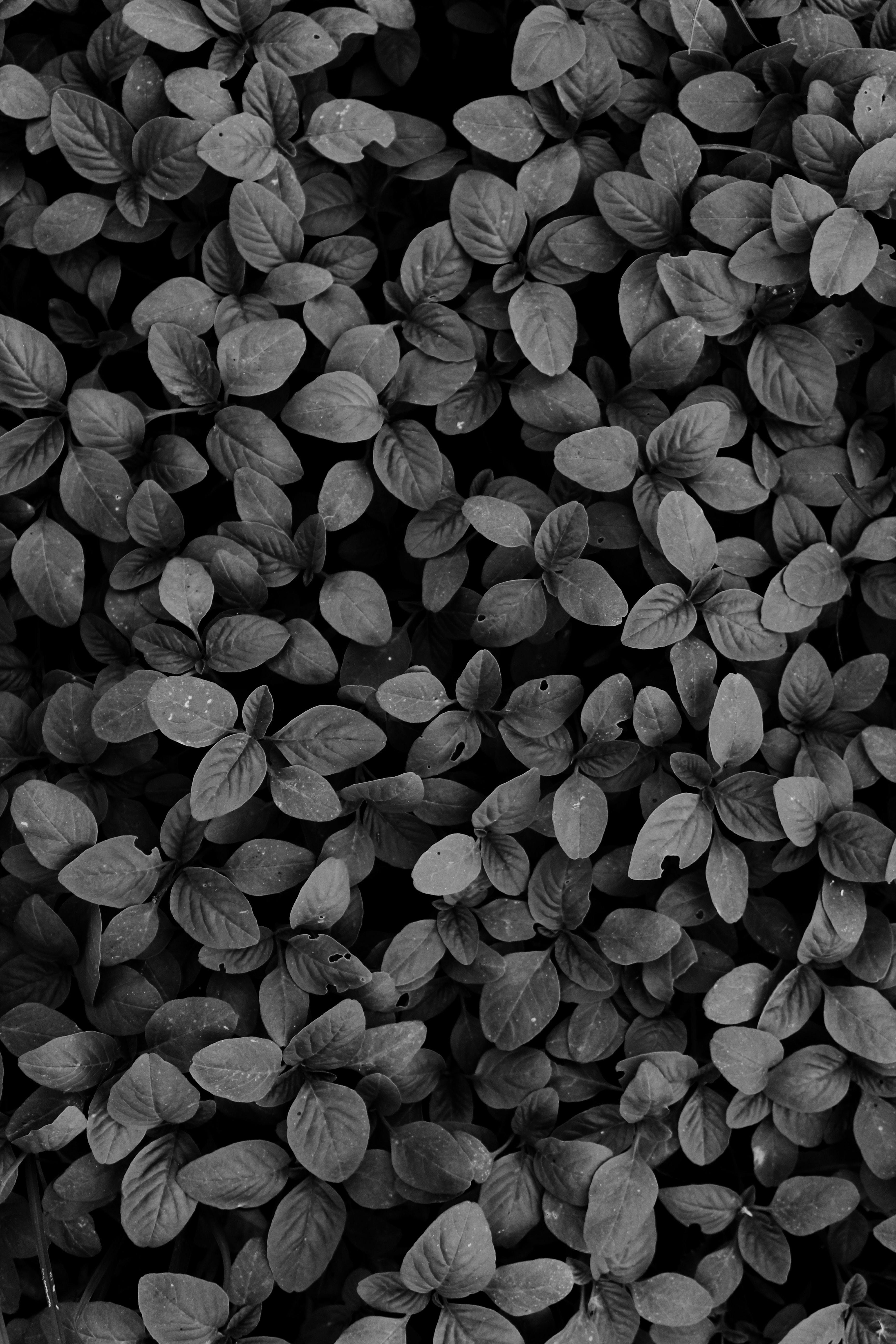 Grayscale Photo of Leaves · Free Stock Photo