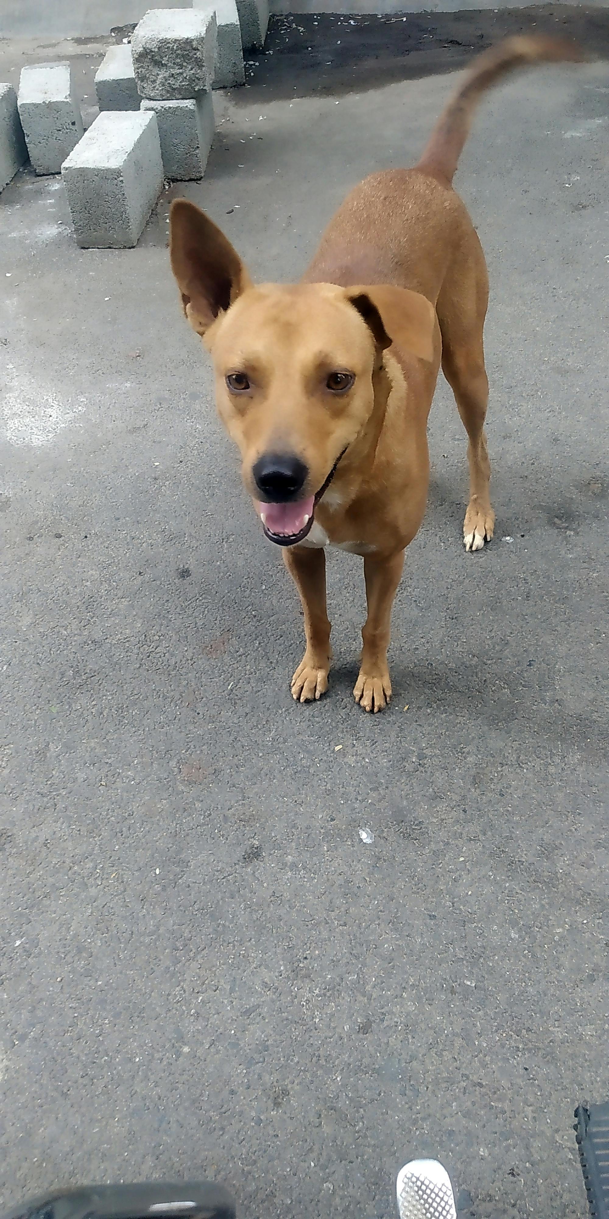 Ganapati Bhat - 사진