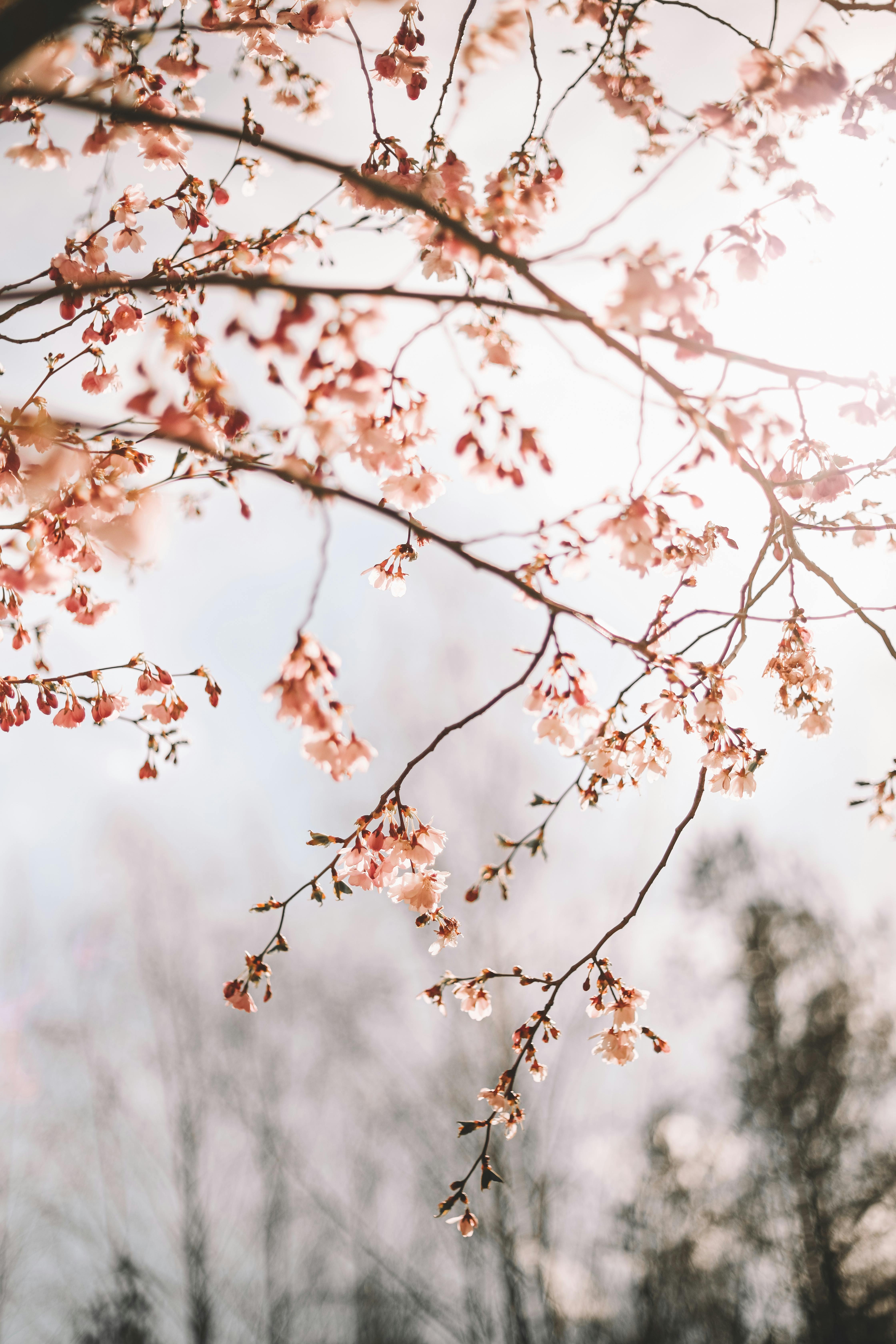 Blooming tree branches in park with tall trees · Free Stock Photo