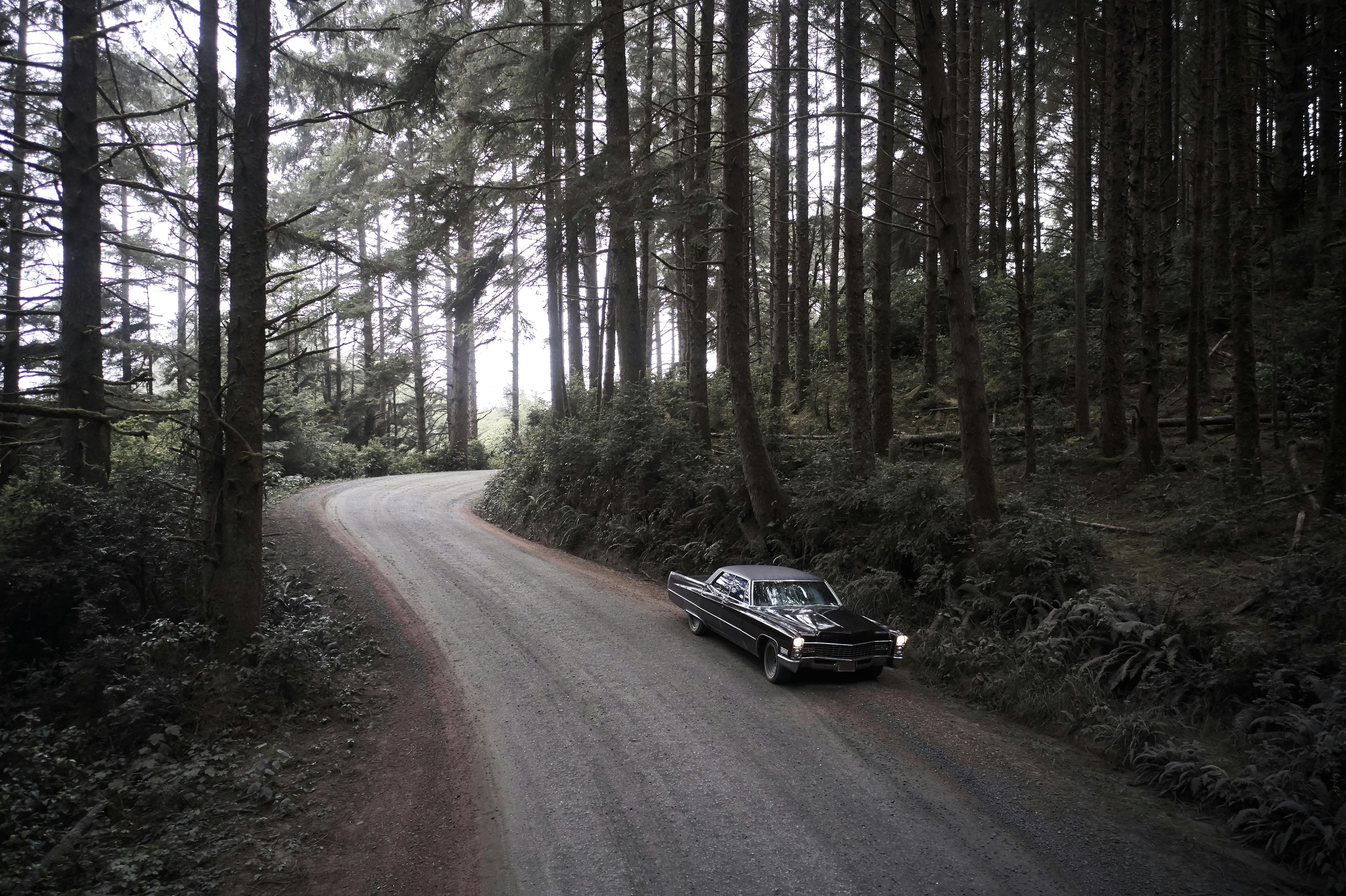 A Black Car on a Road in a Forest · Free Stock Photo