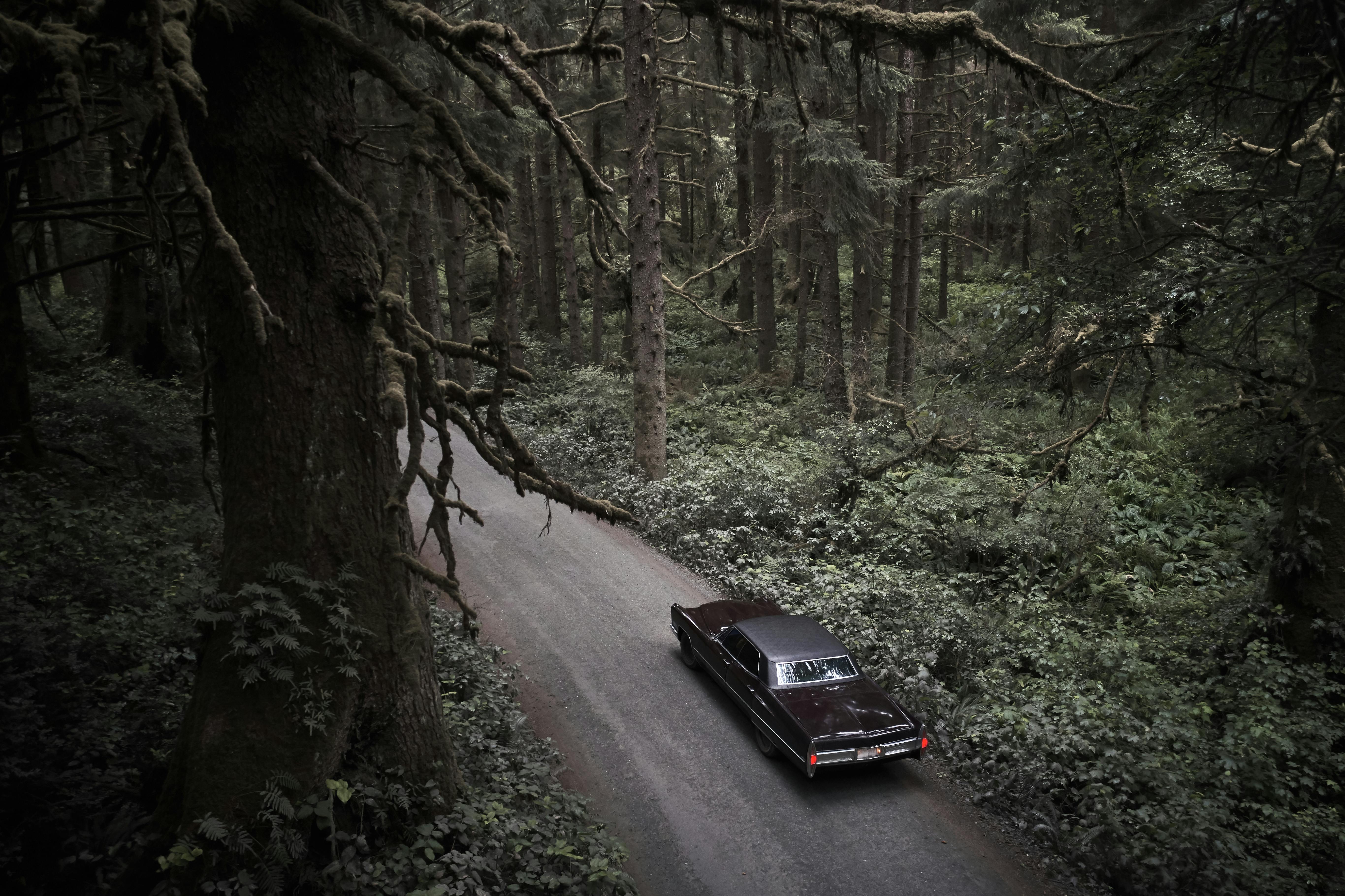 A Black Car on a Road in a Forest · Free Stock Photo