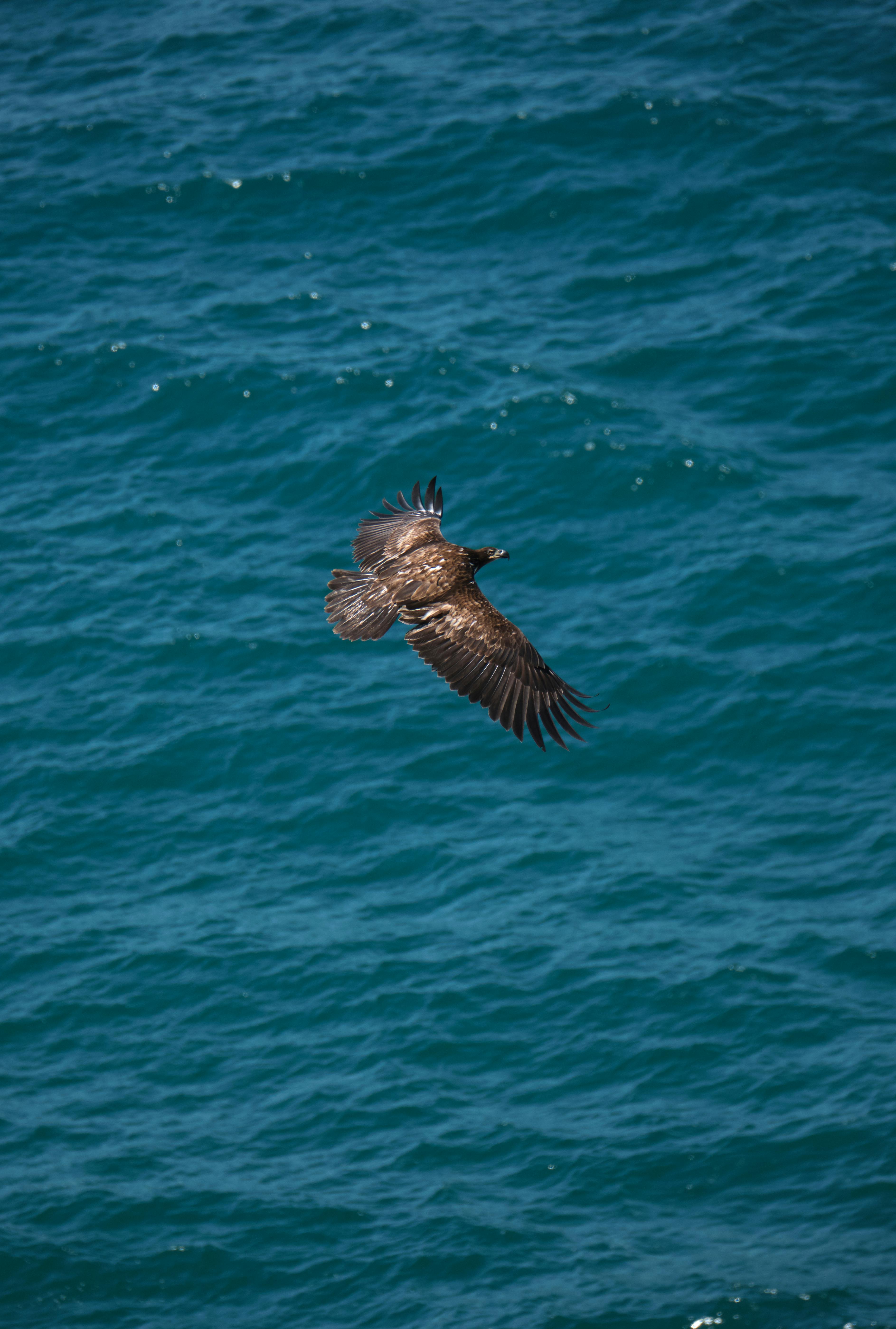 A Bird Flying Above the Sea · Free Stock Photo