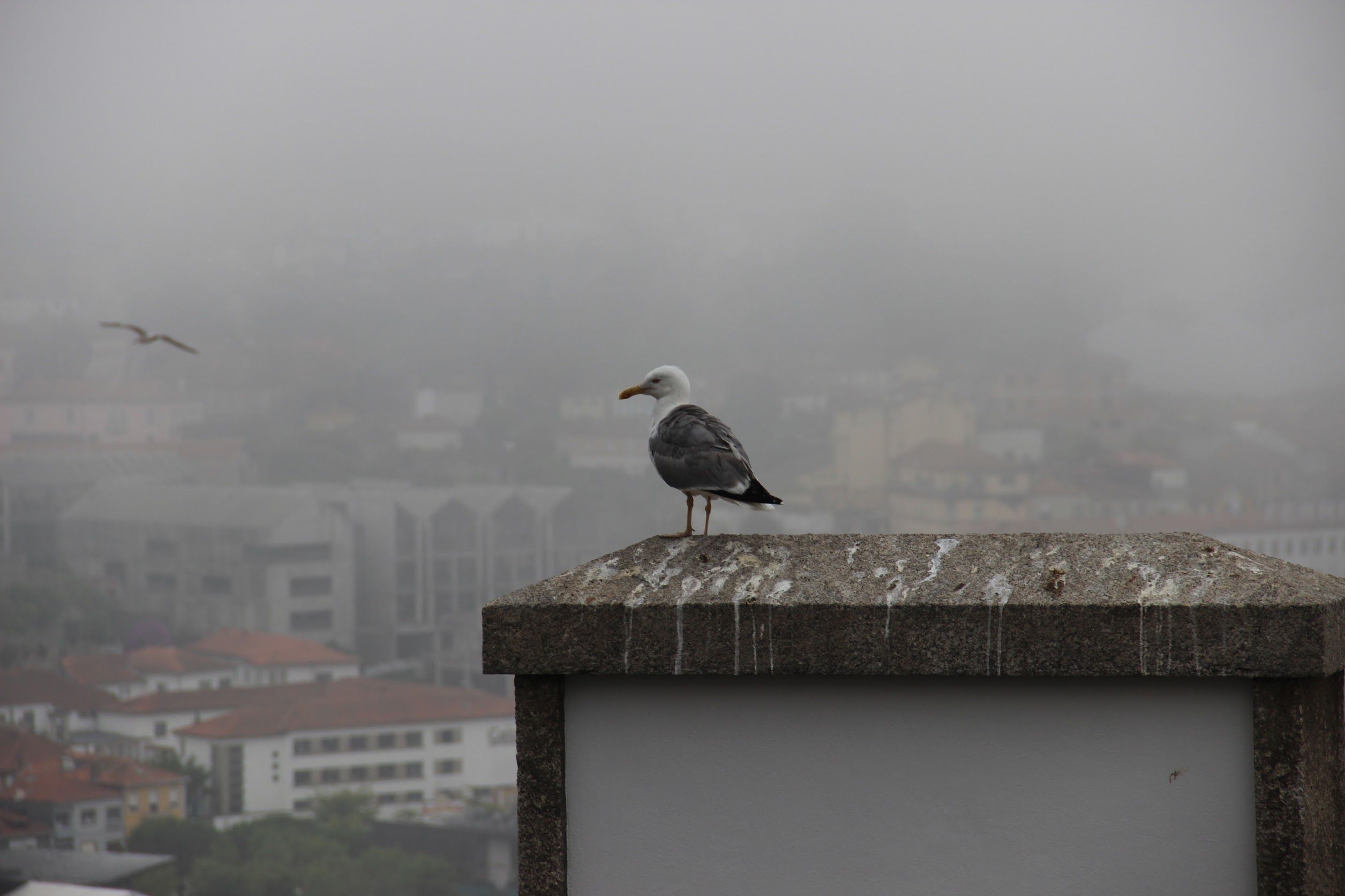 Ligia Cristea - Fotografía