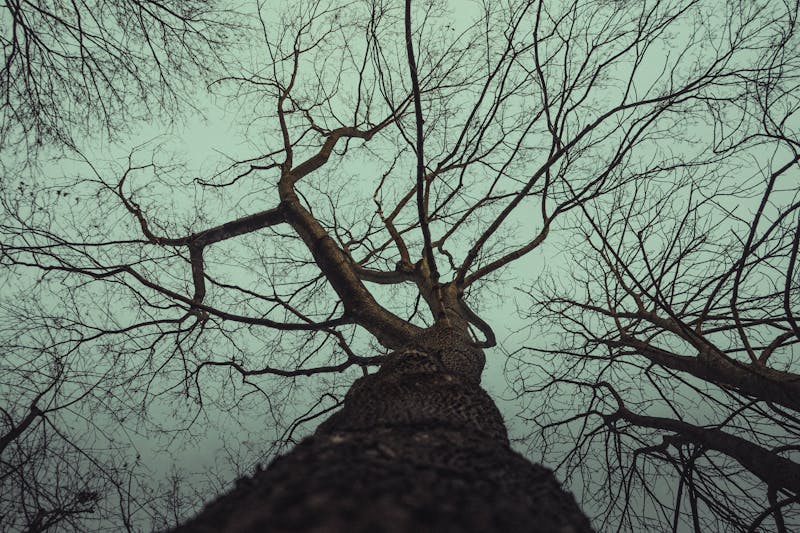 Die besten Situs+bokep+jepang+terbaru-Fotos · Kostenlos Downloaden · Pexels Stock-Fotos