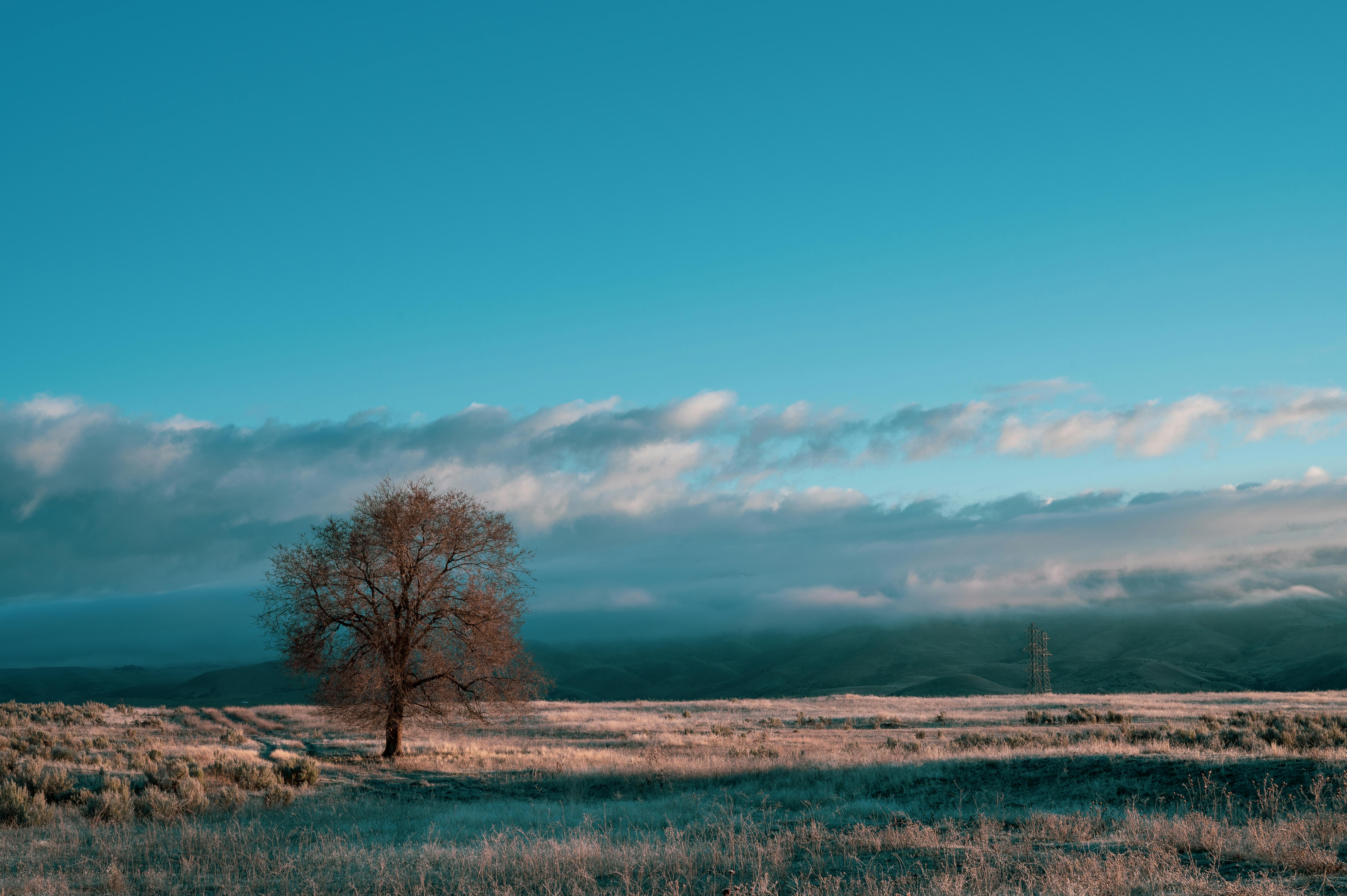 Trees Surrounded by Green Grass Field during Daytime · Free Stock Photo