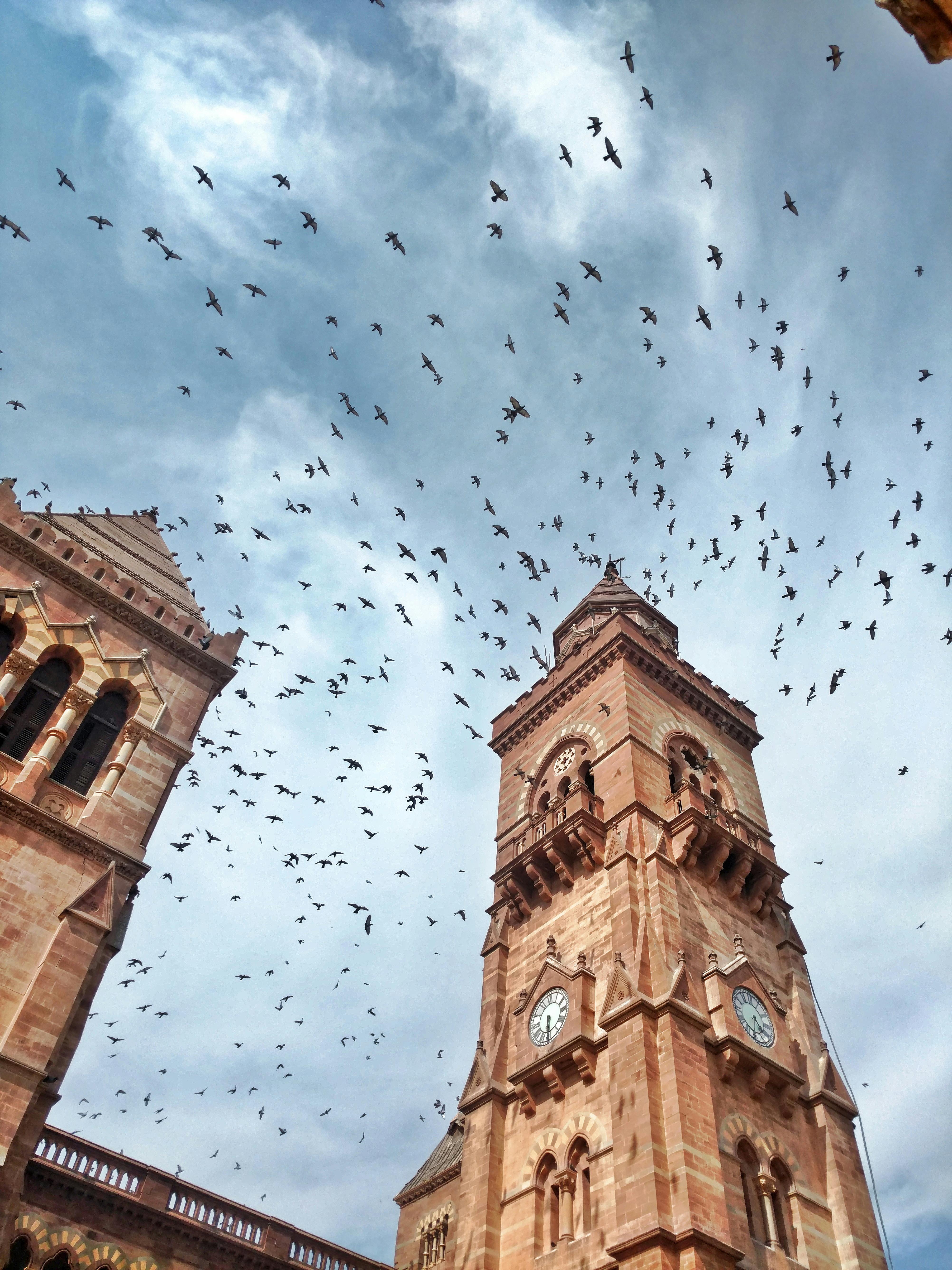 Mahal Gujarat Photos, Download The BEST Free Mahal Gujarat Stock Photos ...