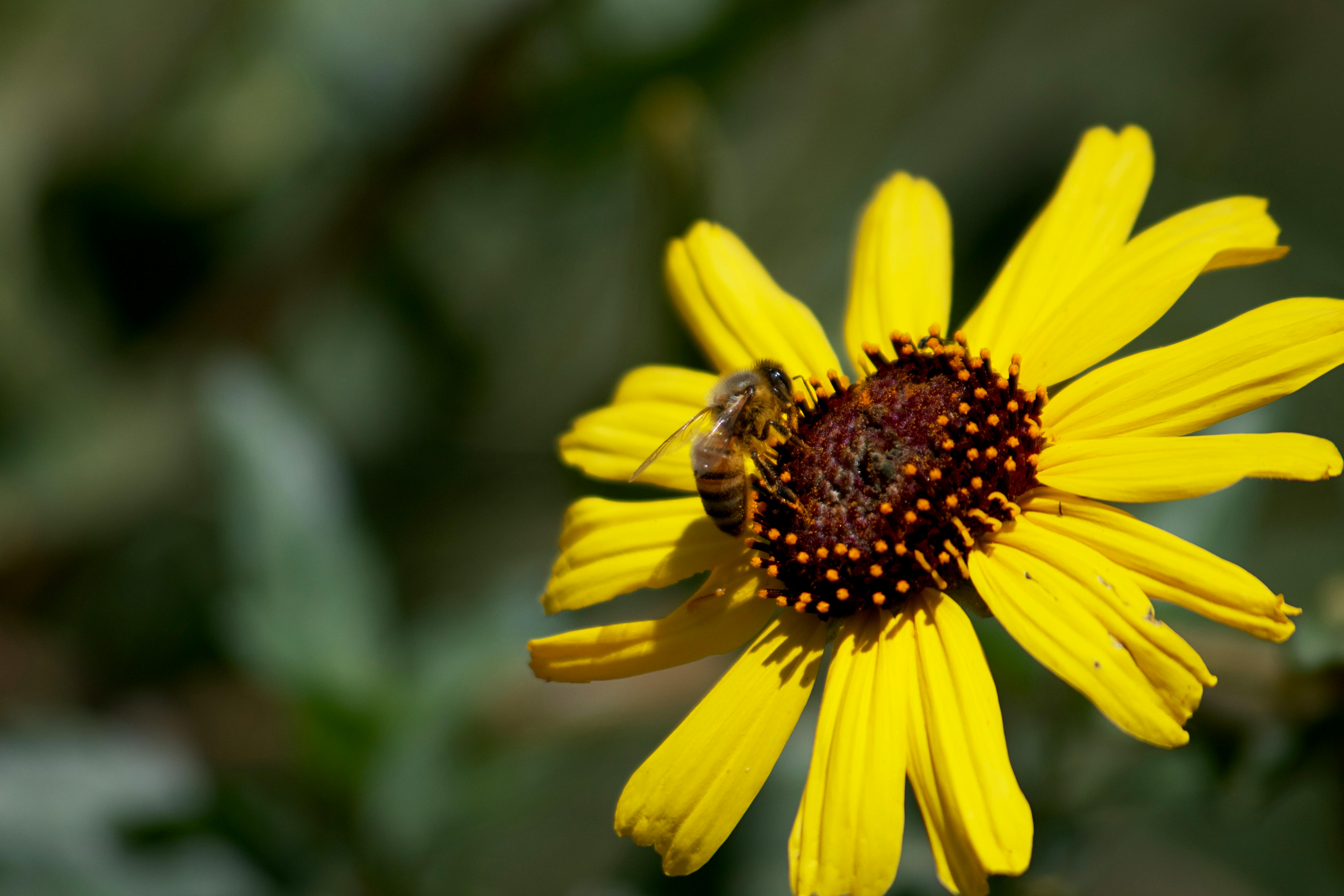 Yellow Sunflower in Tilt Shift Lens · Free Stock Photo