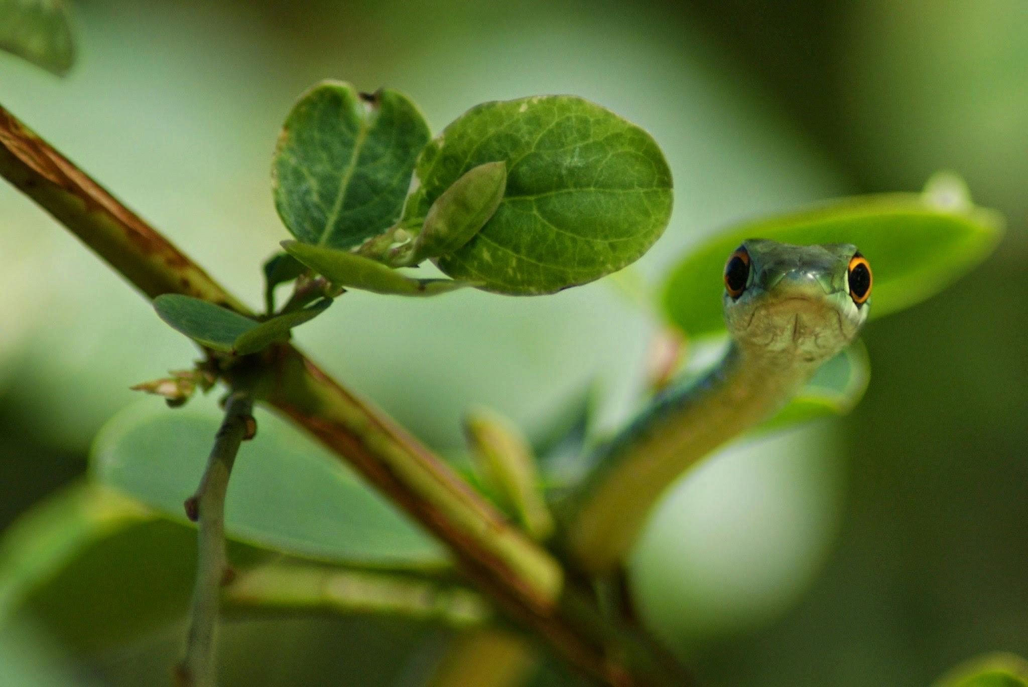 Lorna Watson - 写真