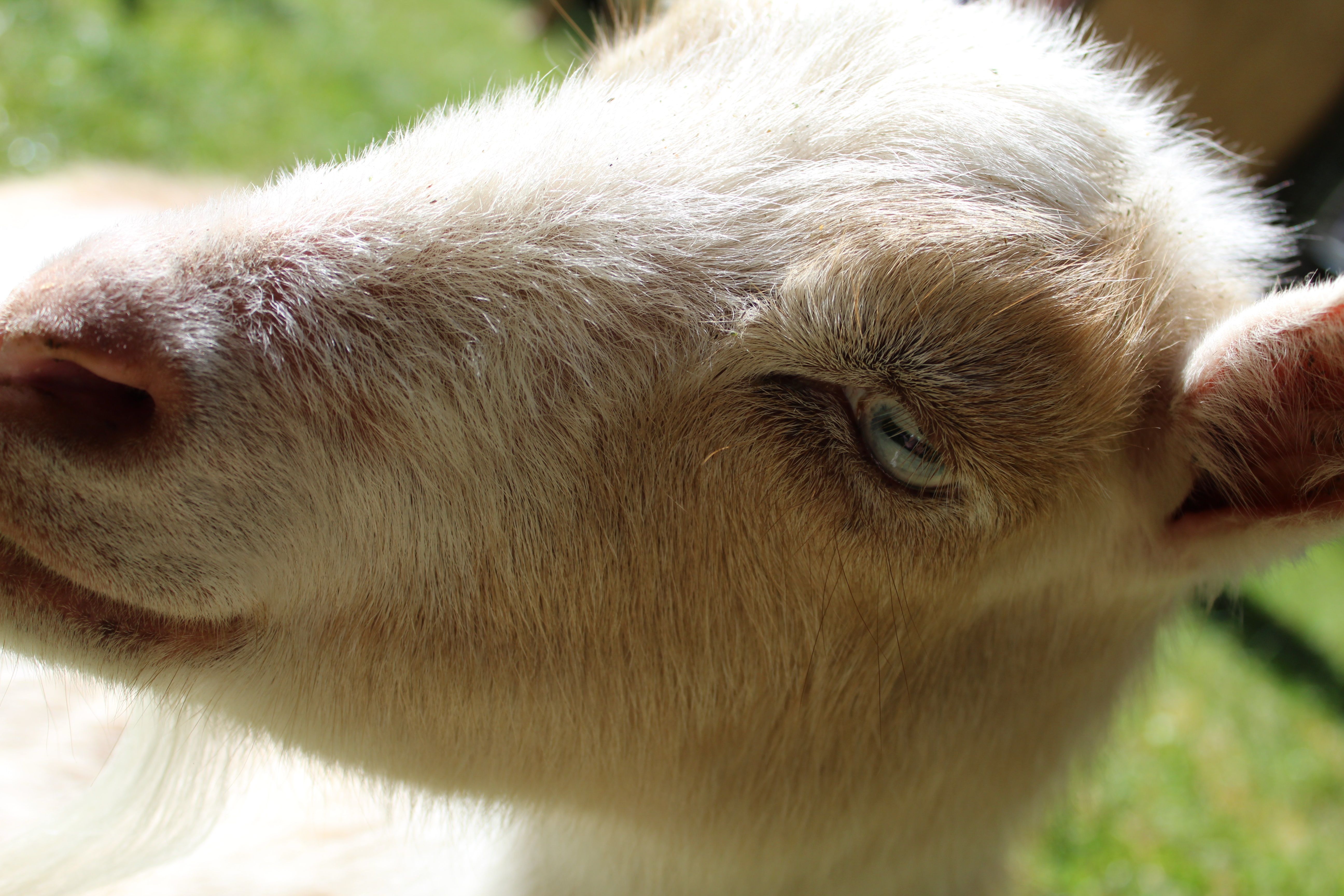 Frank the Goat 3 Photos & Videos Collected by Glo Russo