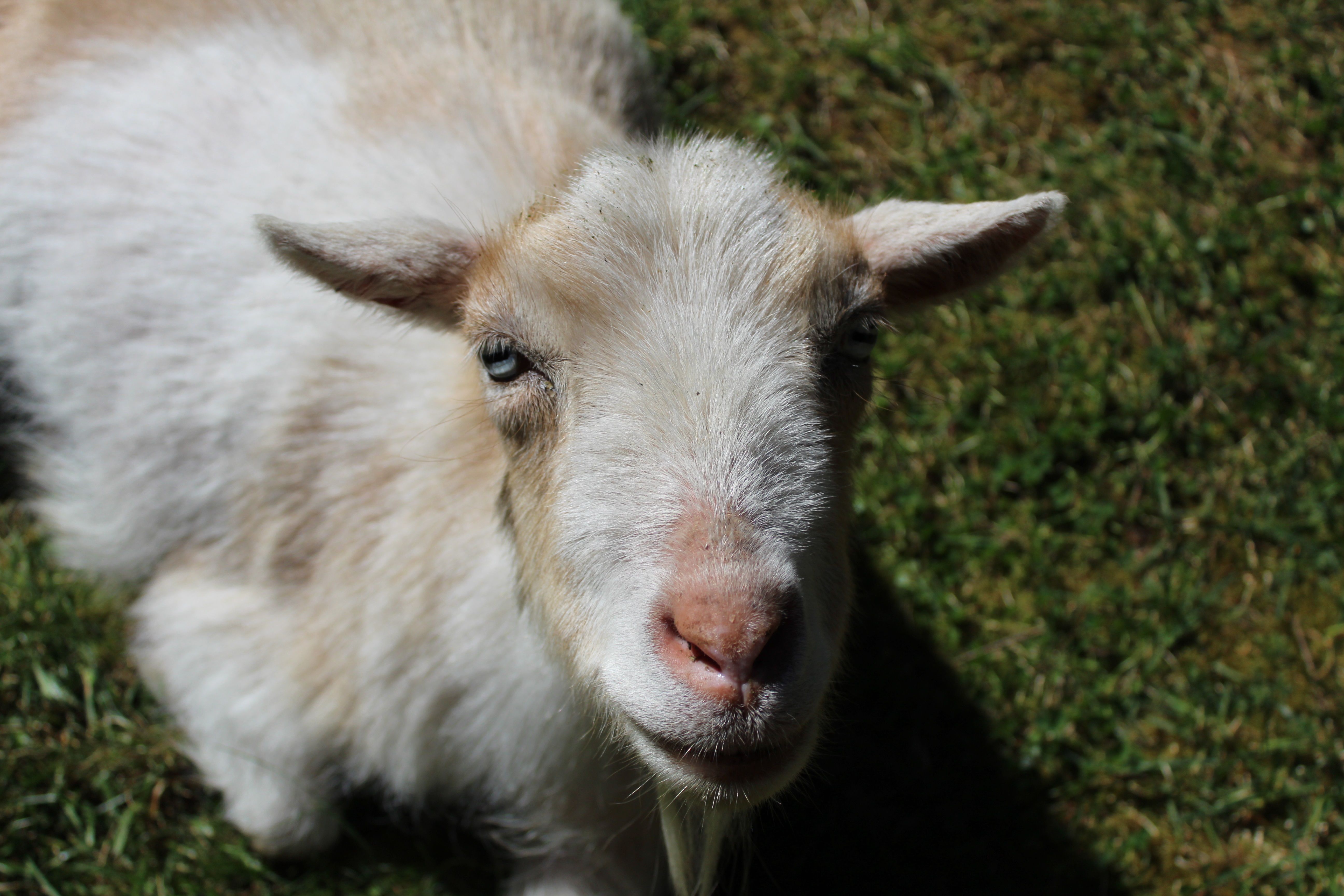 Frank the Goat 3 Photos & Videos Collected by Glo Russo