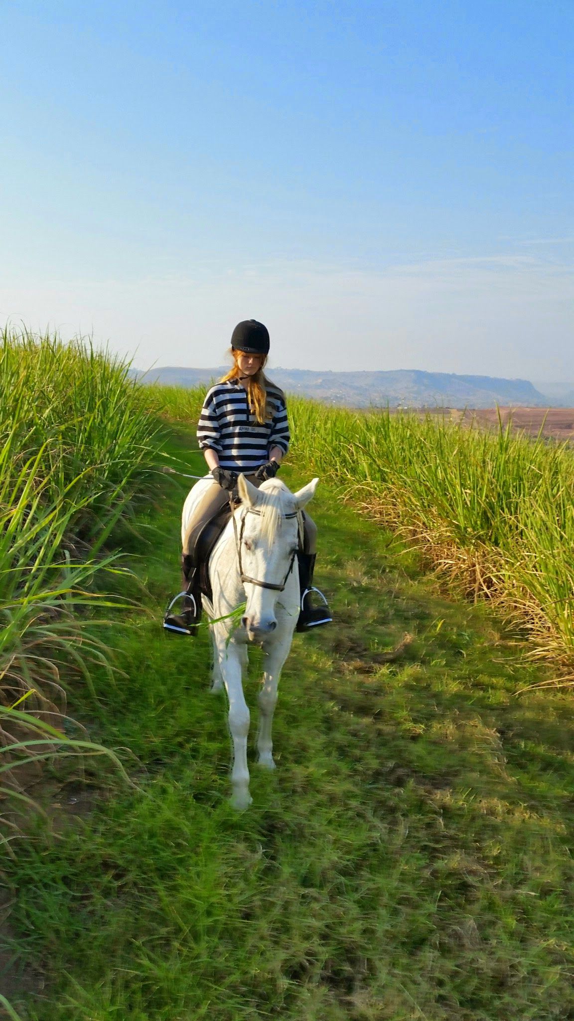 free-stock-photo-of-girl-on-a-horse-grey-horse-horse-rider