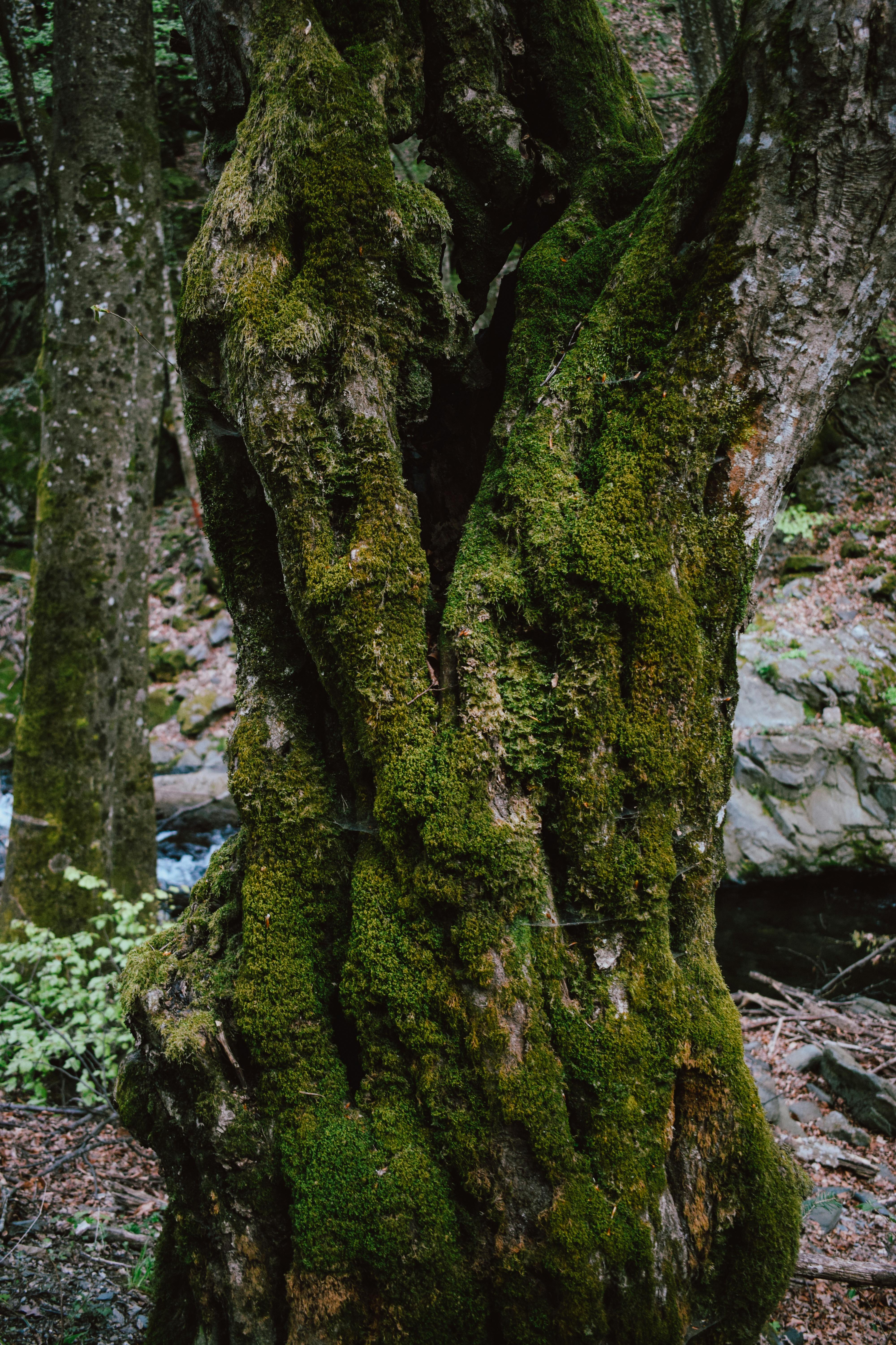 Photo of Trees Covered in Moss · Free Stock Photo