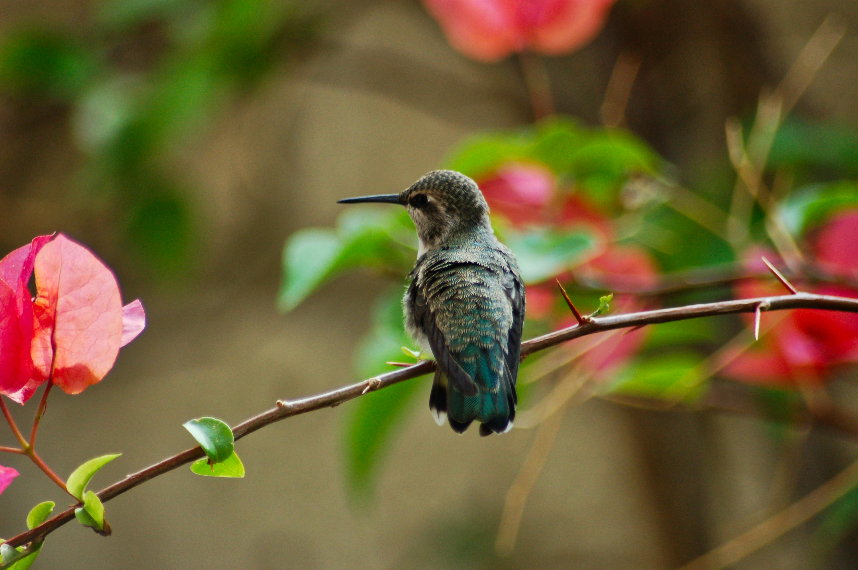 A Bird Perched on the Tree branch · Free Stock Photo