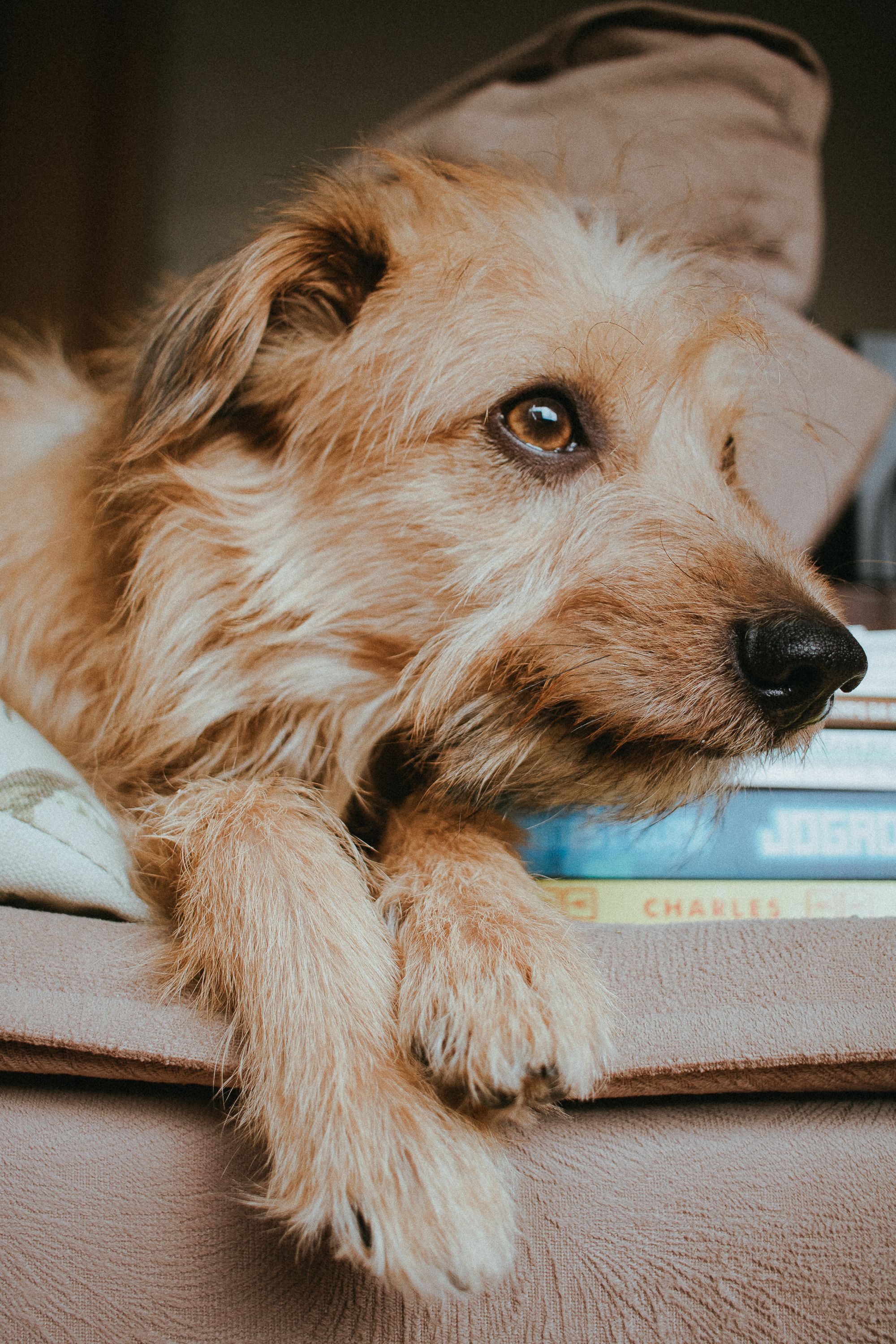An Adorable Dutch Smoushond in Close-up Photography · Free Stock Photo
