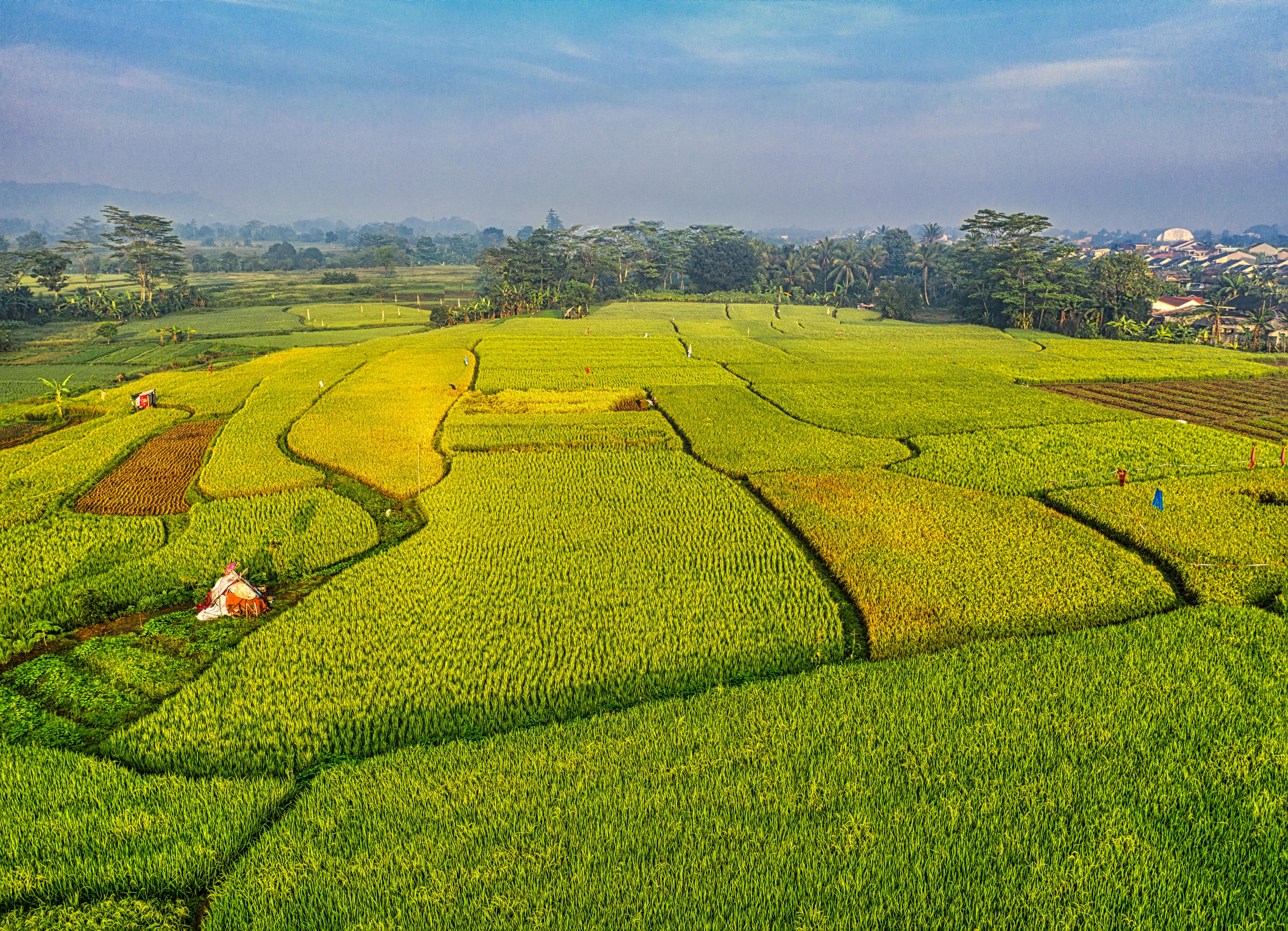 Green Rice Fields · Free Stock Photo