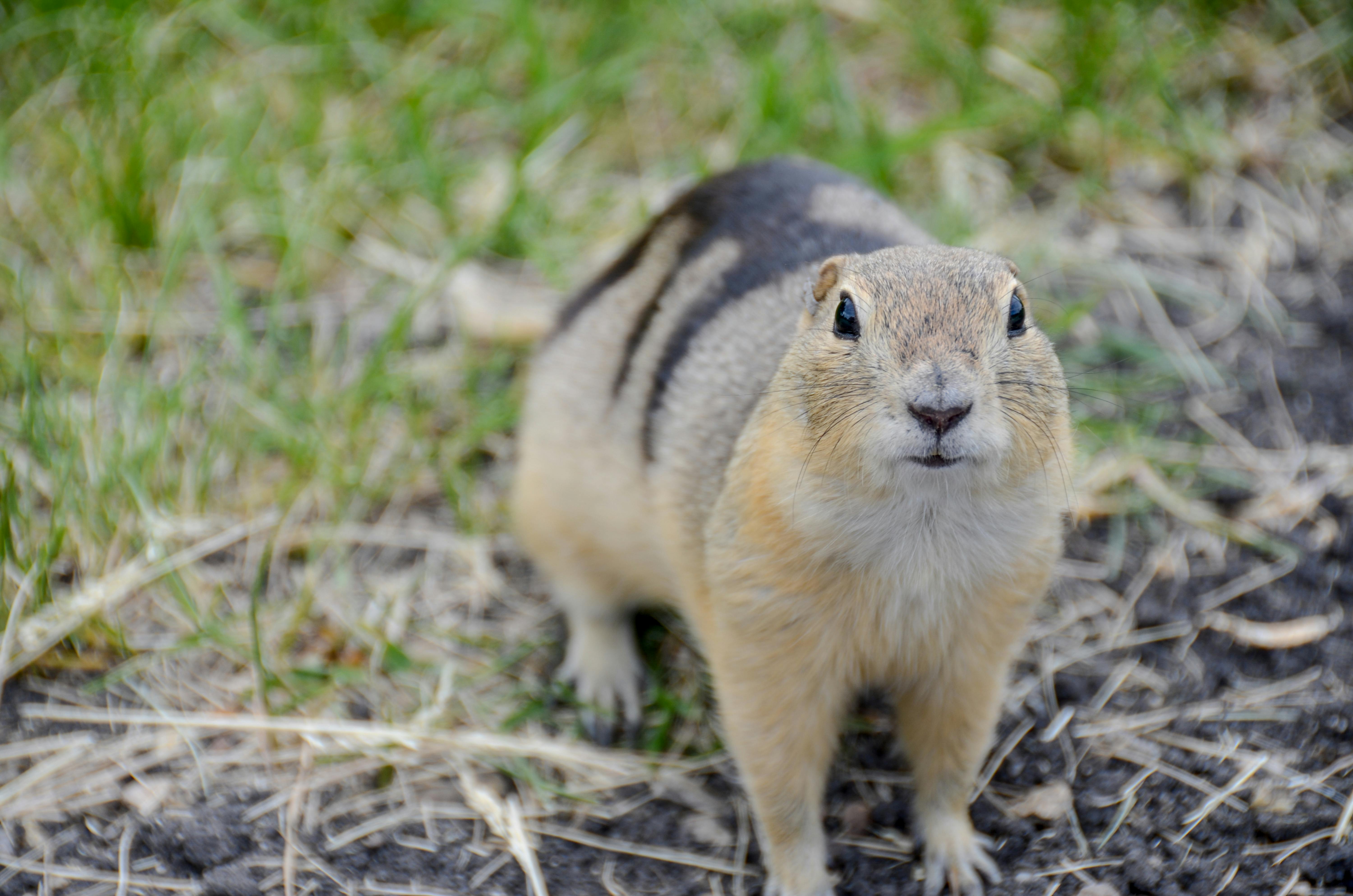 10+ Best Gopher Photos · 100% Free Download · Pexels Stock Photos