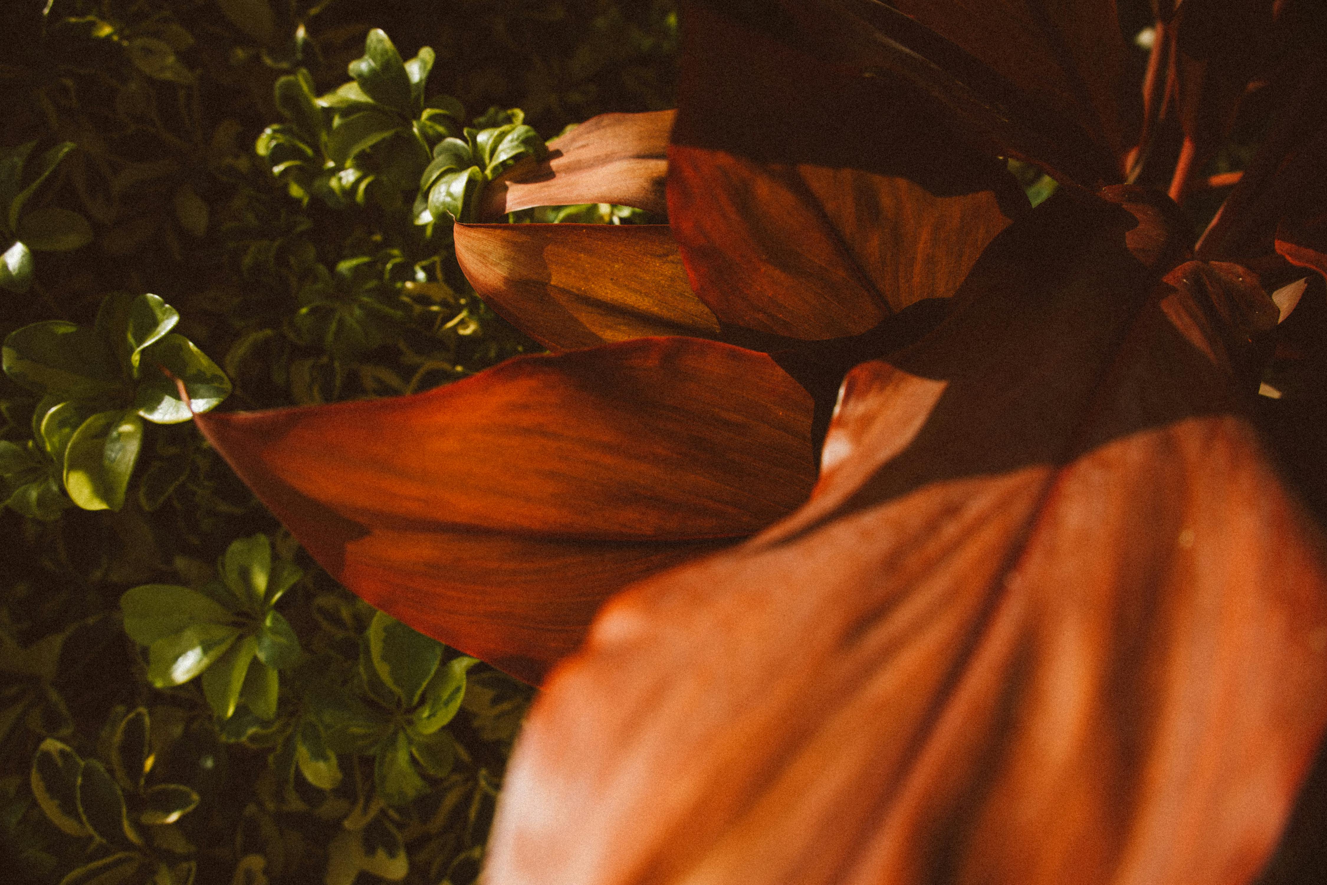 Best Ti Photos · 100% Free Download · Pexels Stock Photos