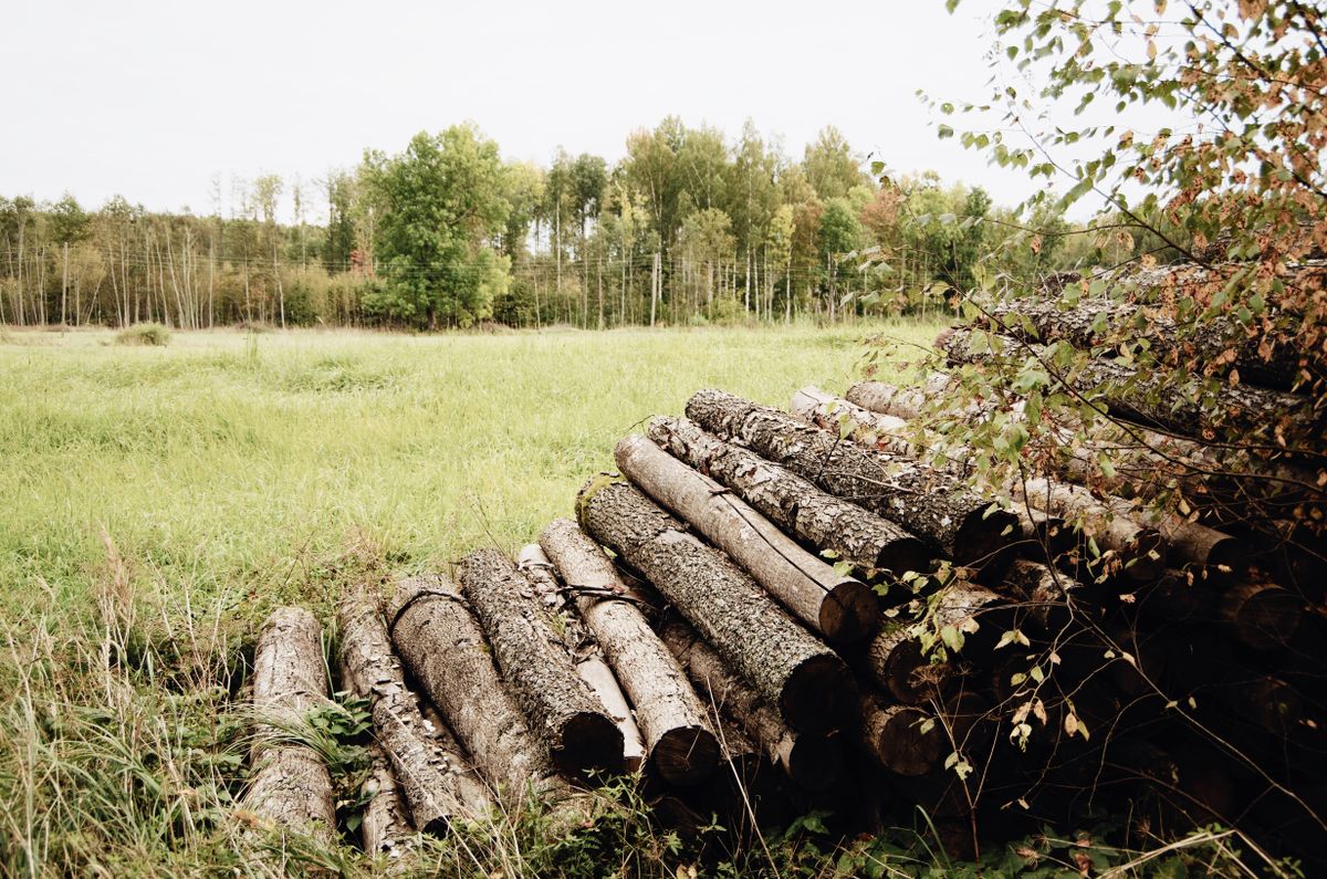Deforestation Photos, Download The BEST Free Deforestation Stock Photos ...