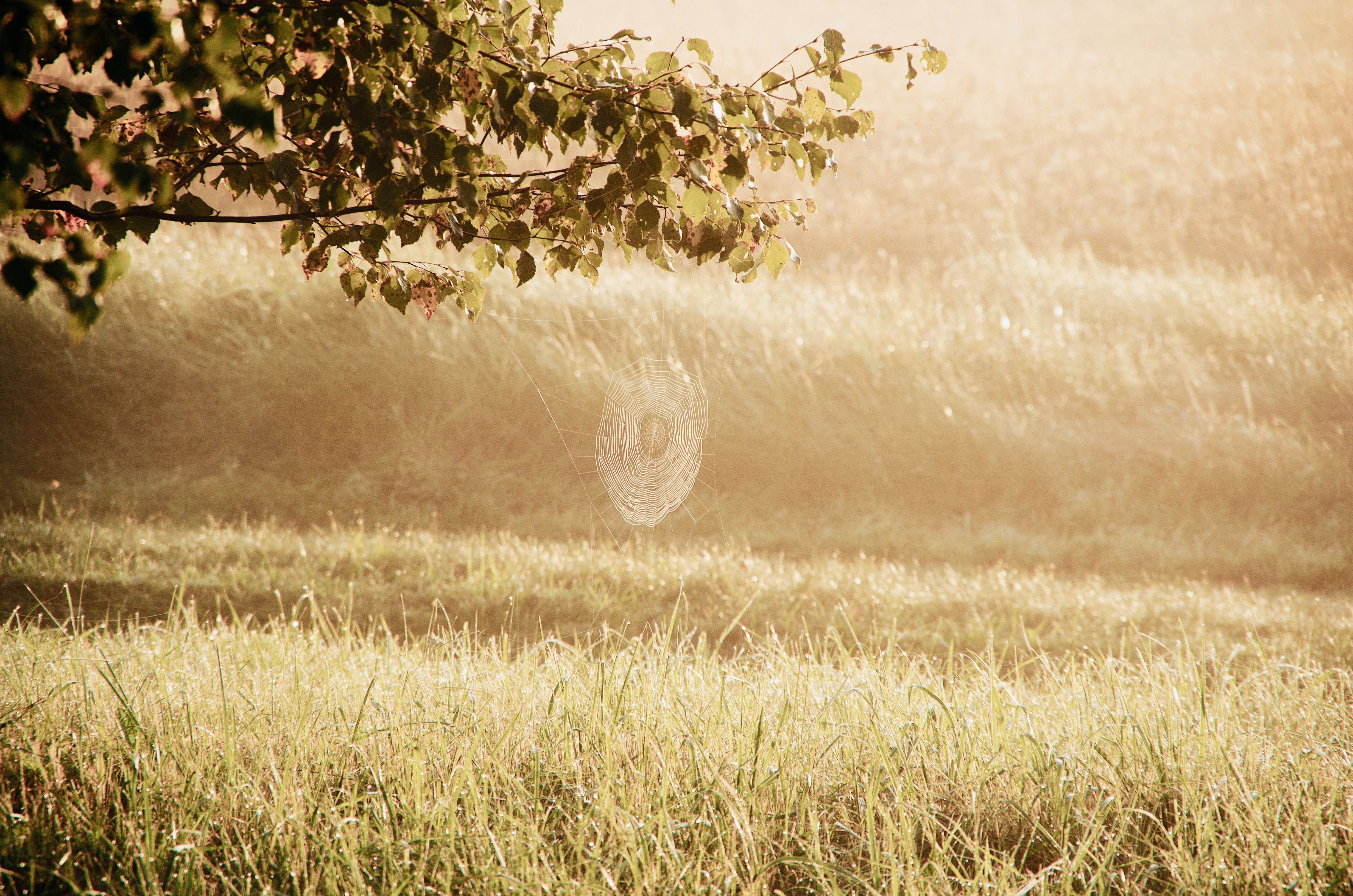 Cobweb on tree branch against grassland background in autumn sunrise ...