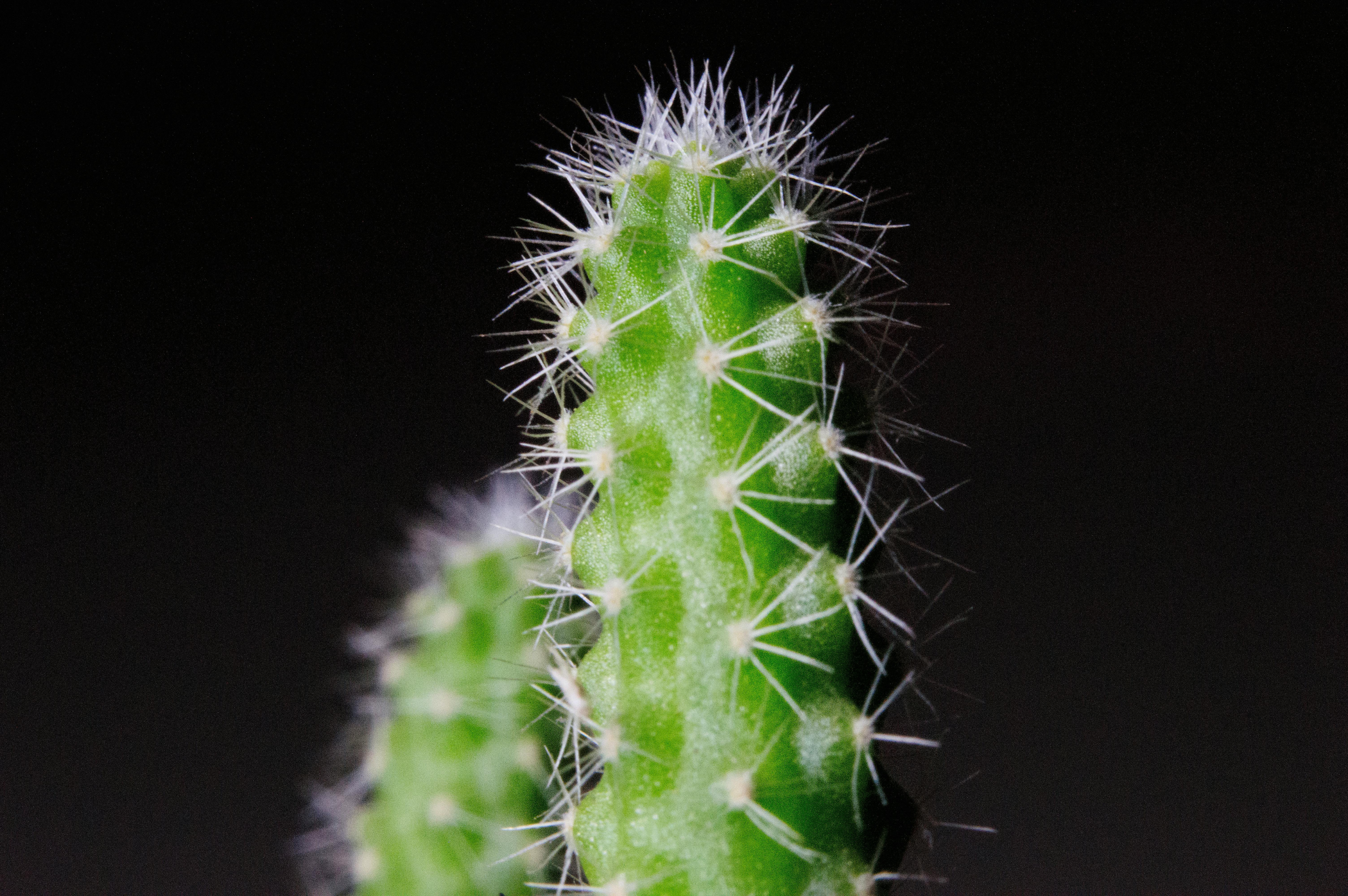Foto de stock gratuita sobre cactus, con espinas, crecimiento