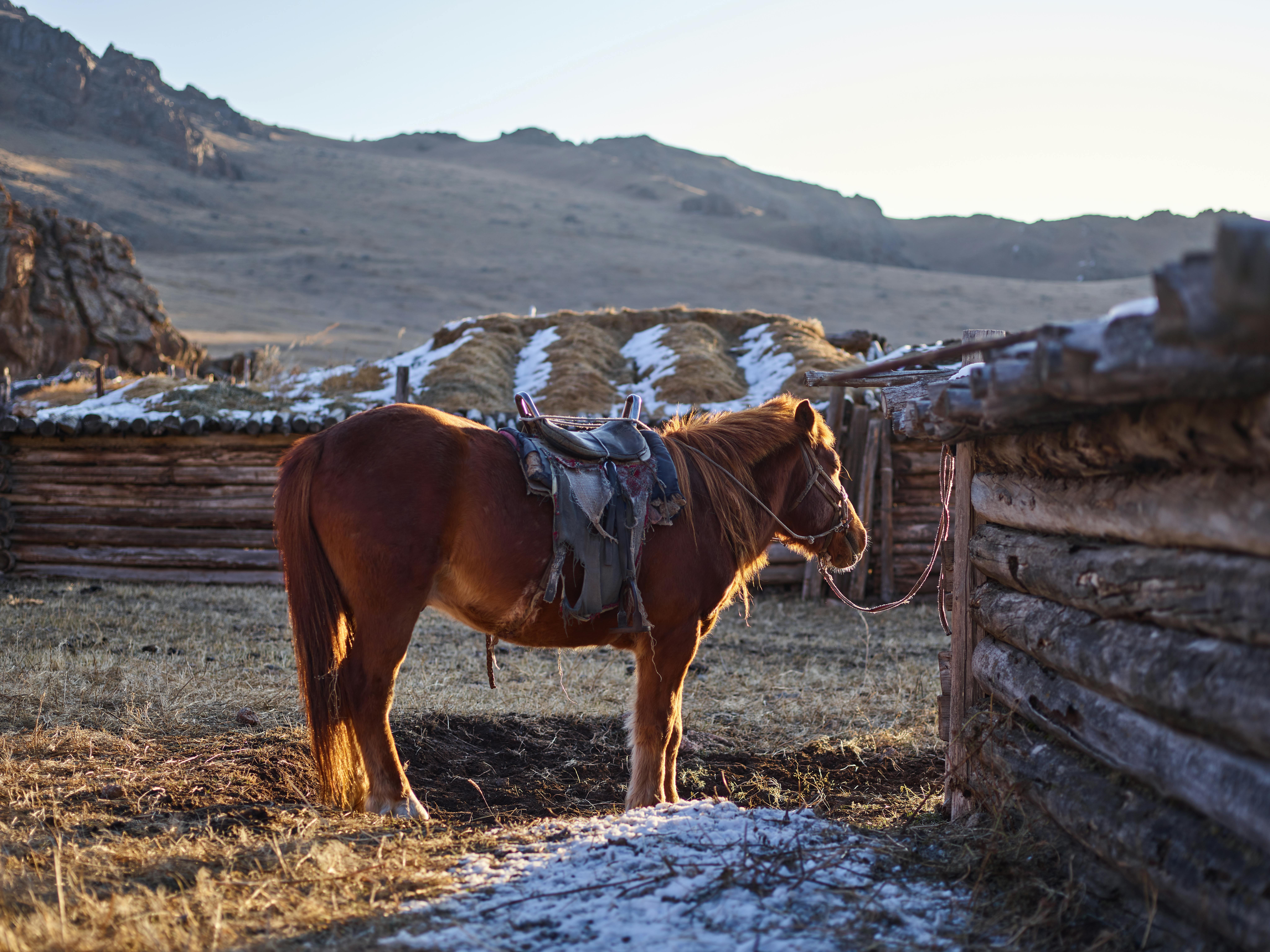 Beautiful horse on farm in countryside · Free Stock Photo