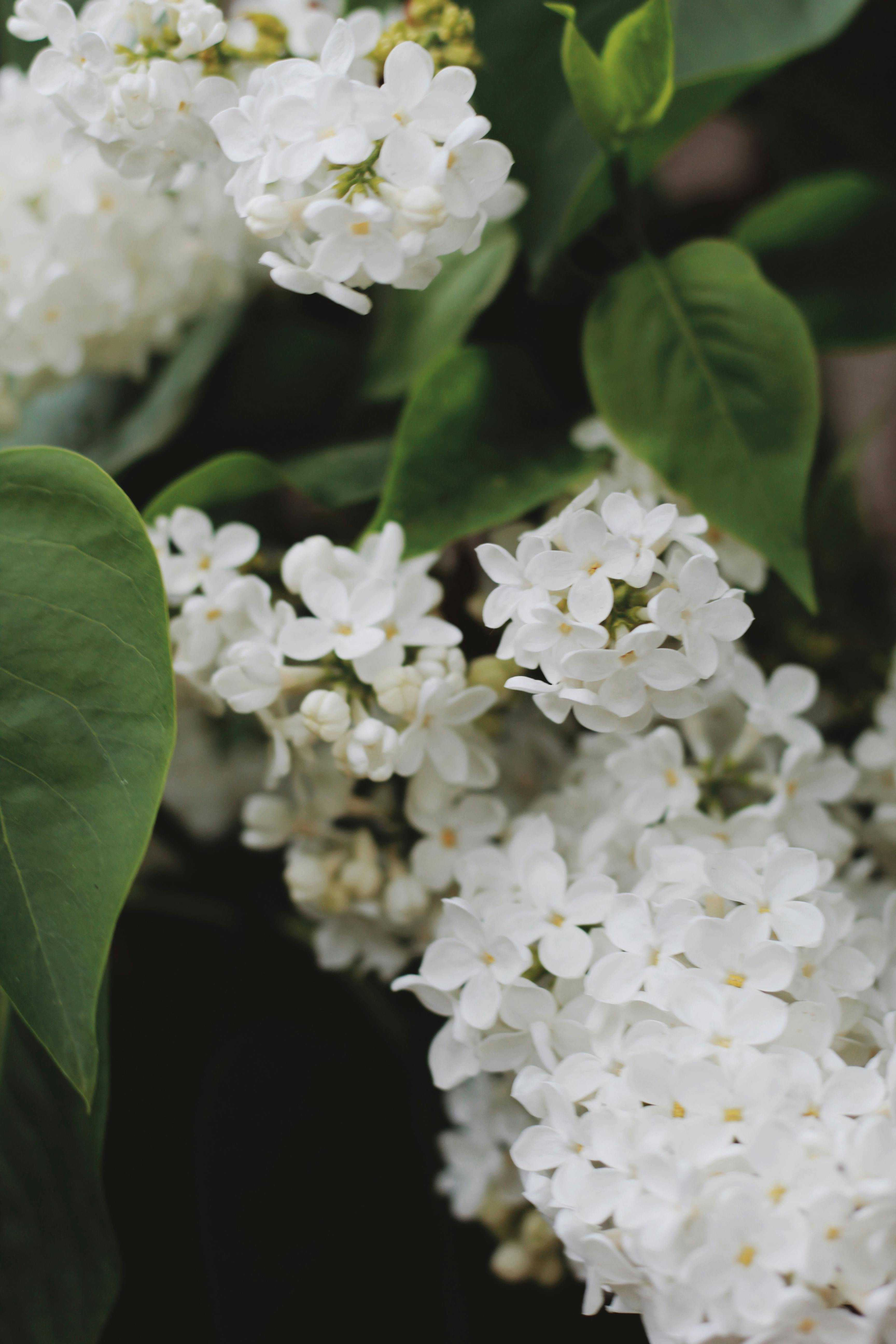 Lilacs Photos, Download Free Lilacs Stock Photos & HD Images