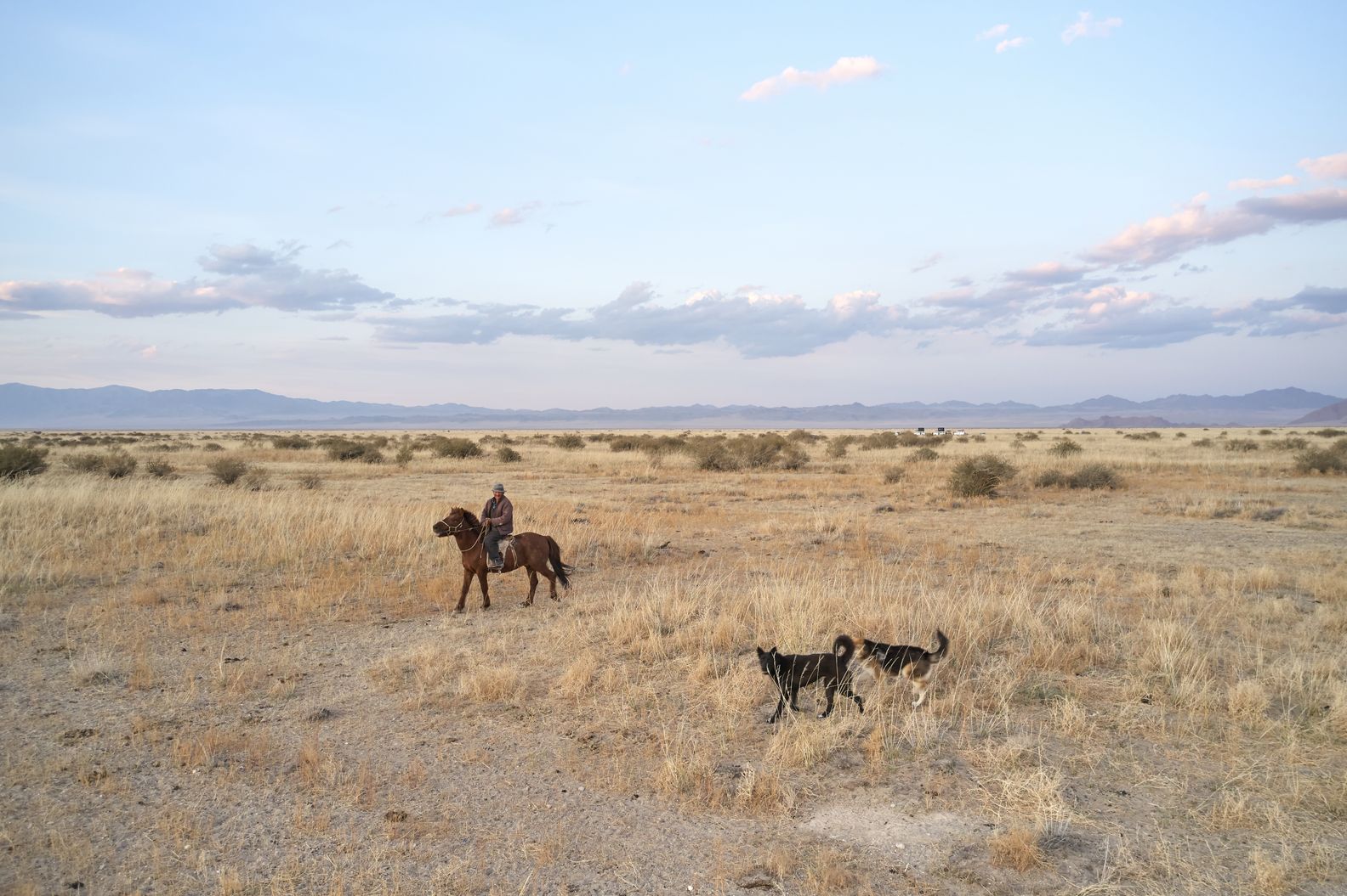 Bankhar Dog: Preserving Mongolia's Ancient Herding Heritage