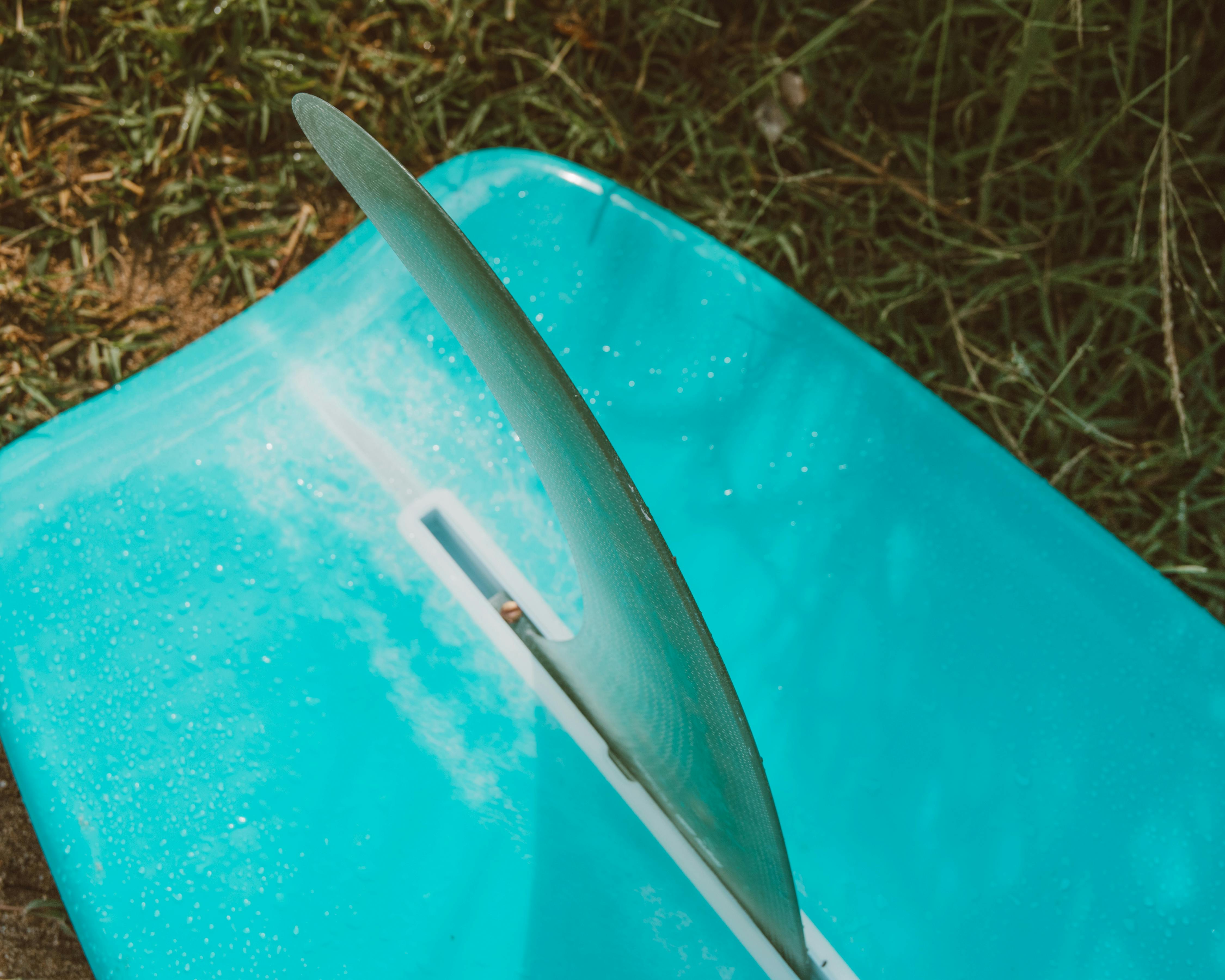 Close-up of a Fantail Fish · Free Stock Photo