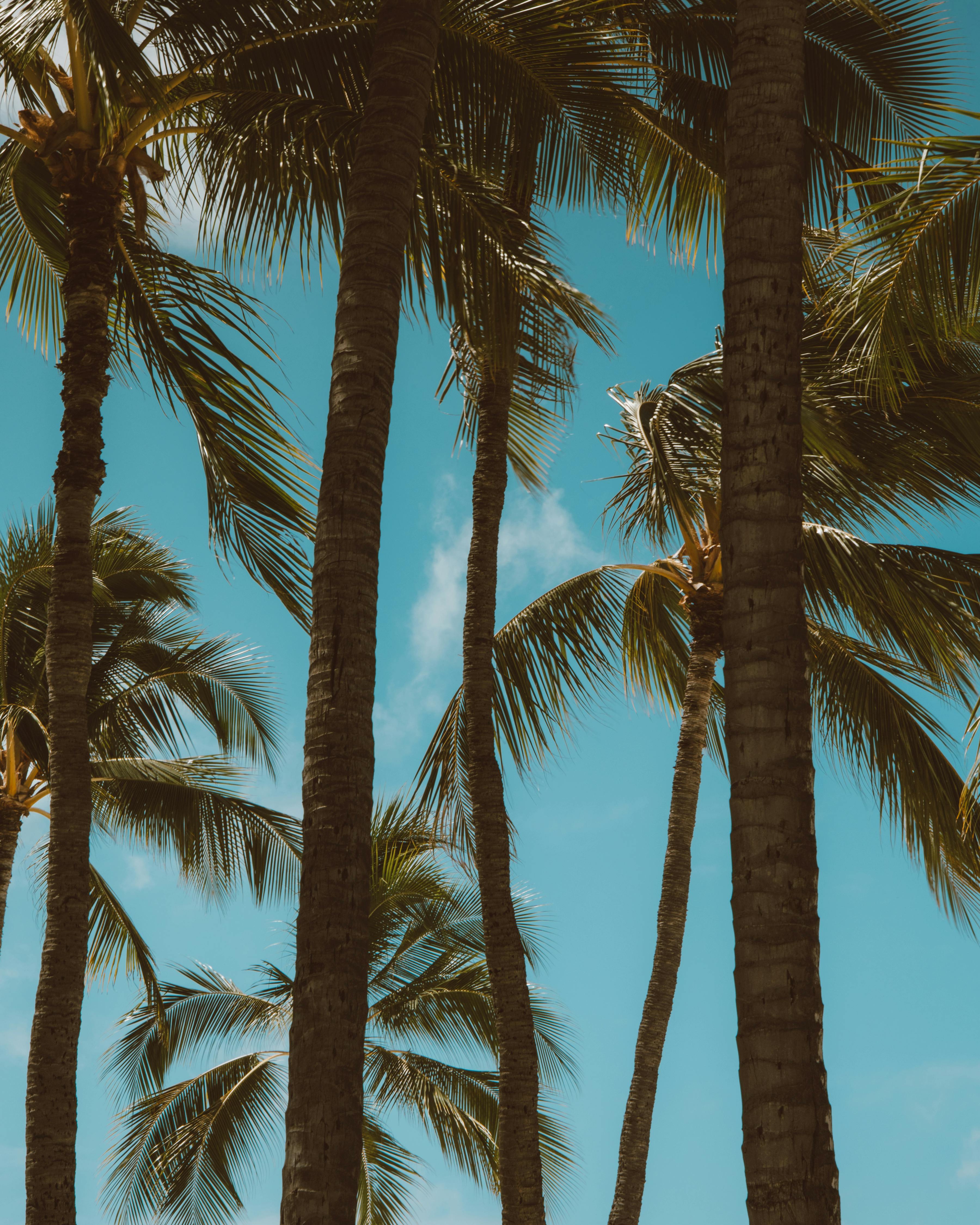The Trunks of Tall Coconut Trees · Free Stock Photo