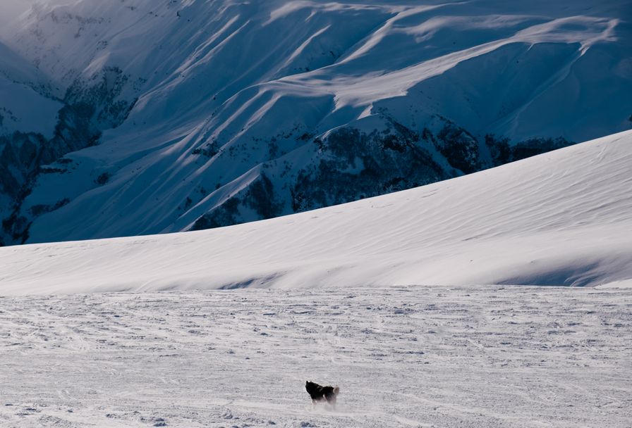 What Is a K 9 Dog: Roles, Training, and Uses Explained