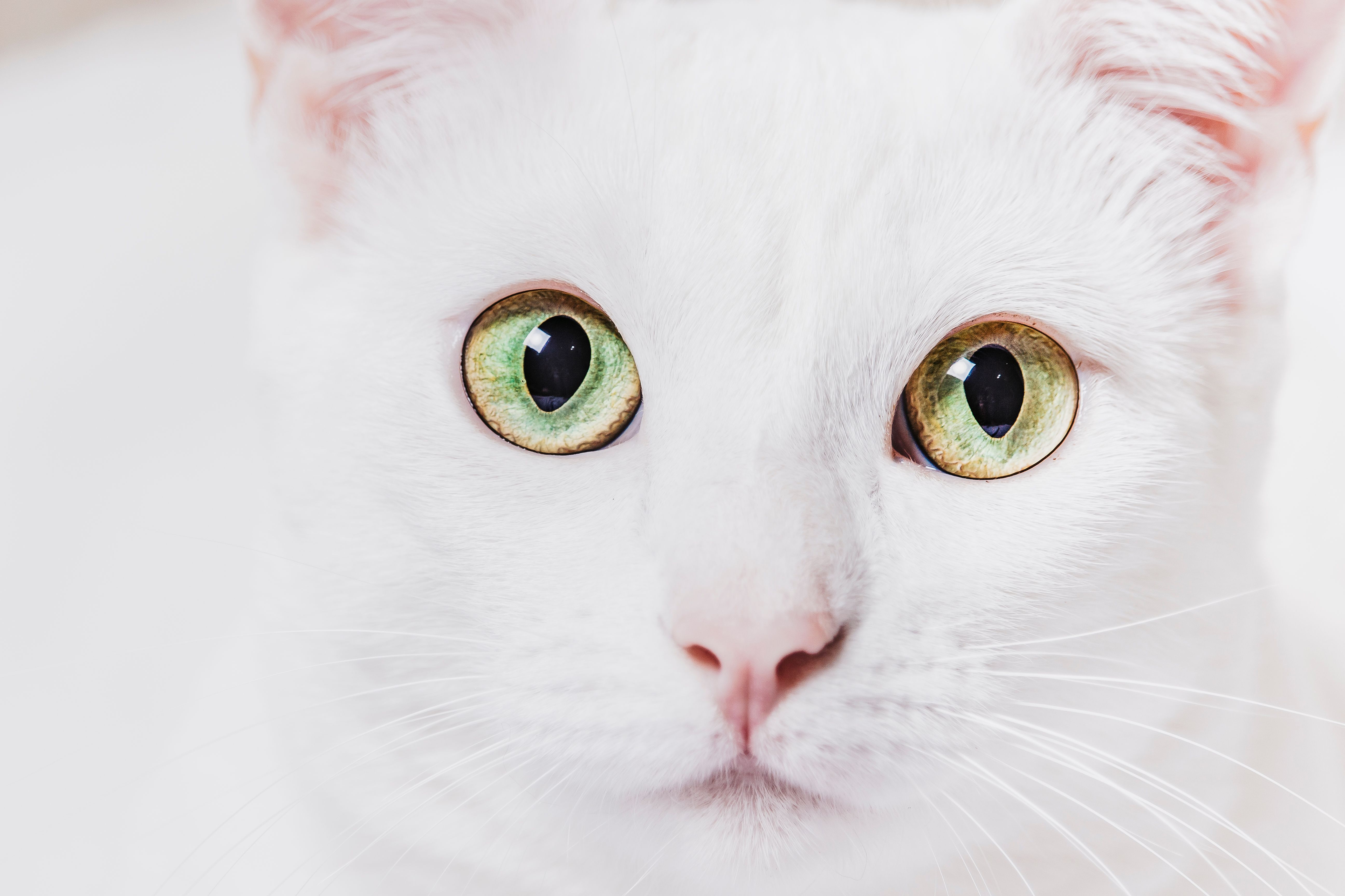 48+ Best Free Gatos Stock Photos & Images · 100% Royalty-Free HD Downloads