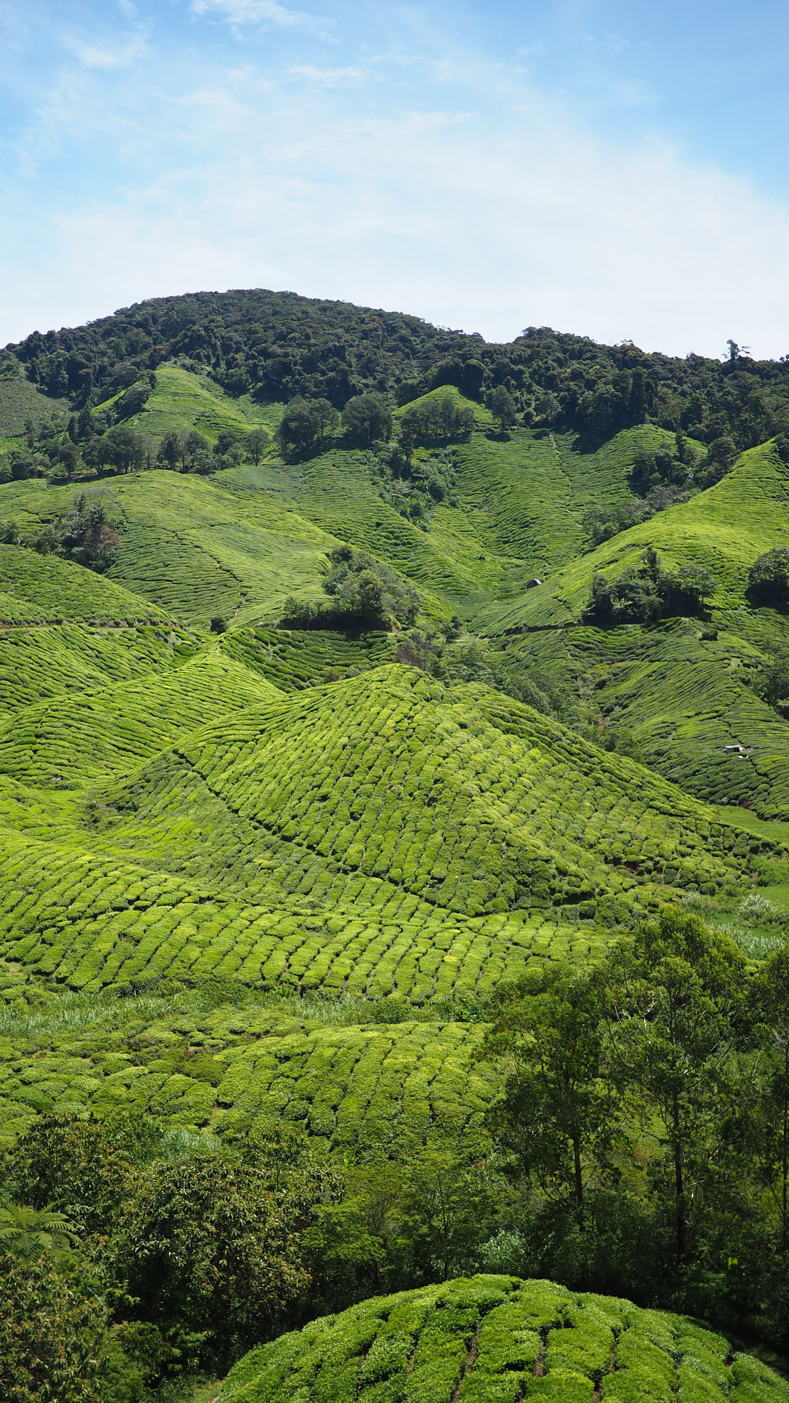 Landscape of Beautiful Green Hills and Forests · Free Stock Photo