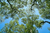 Bamboo Tree during Daytime · Free Stock Photo