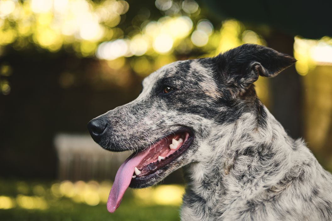 The Blue Heeler Dog Breed: Essential Care & Ownership Guide