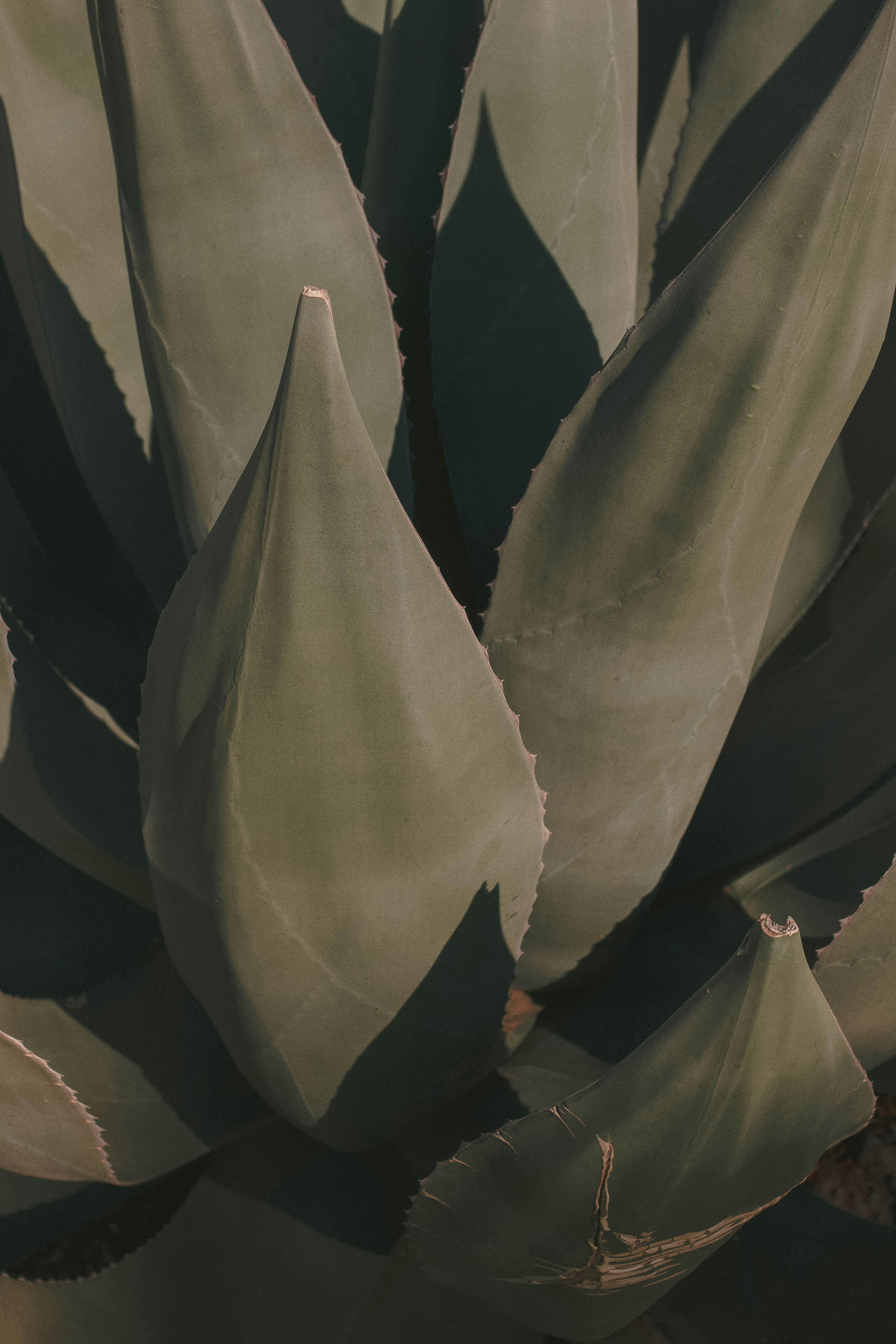 Close Up of an Agave Plant · Free Stock Photo