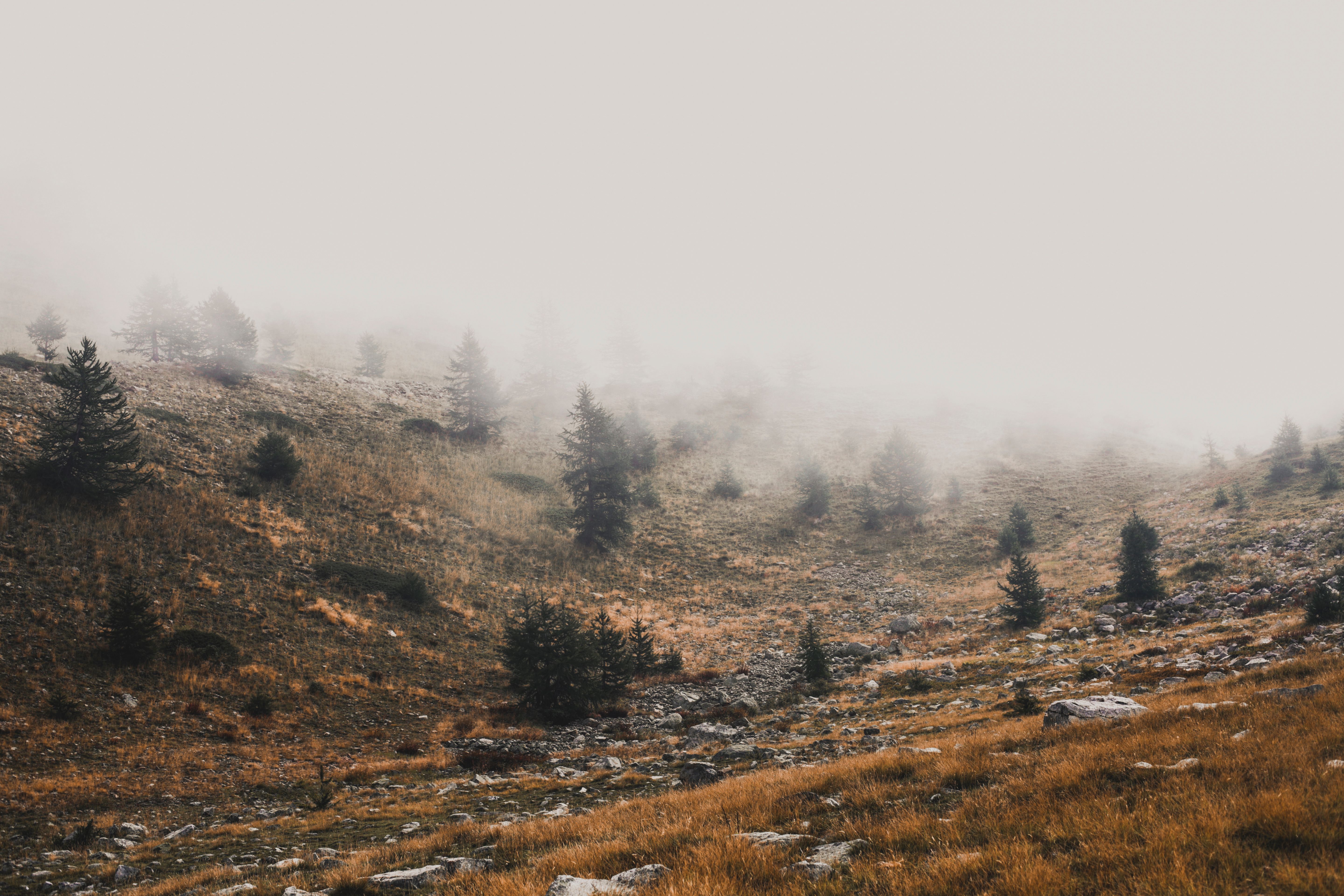 Green meadow with trees on cloudy day · Free Stock Photo