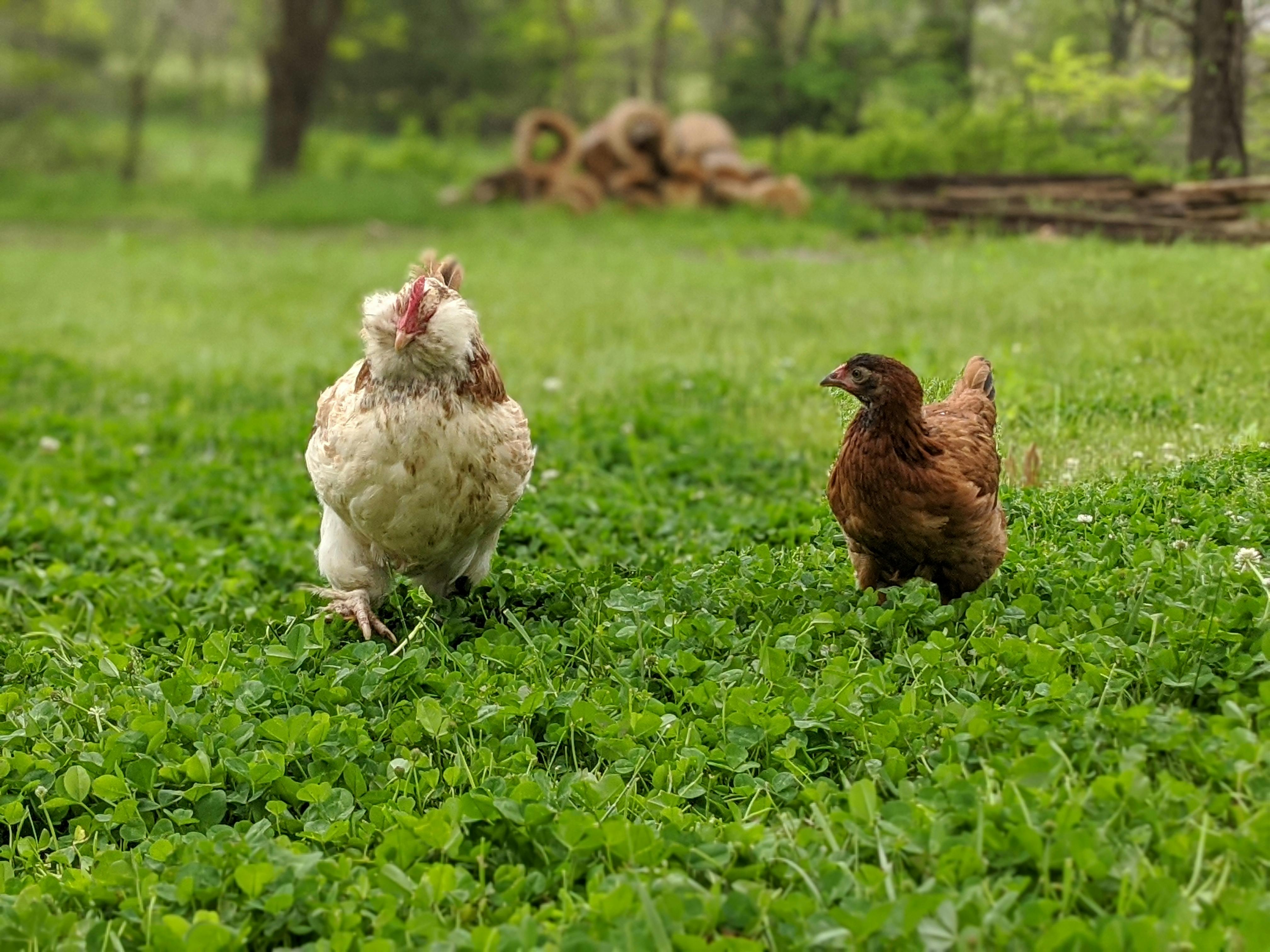 Diedra Summers - Photography