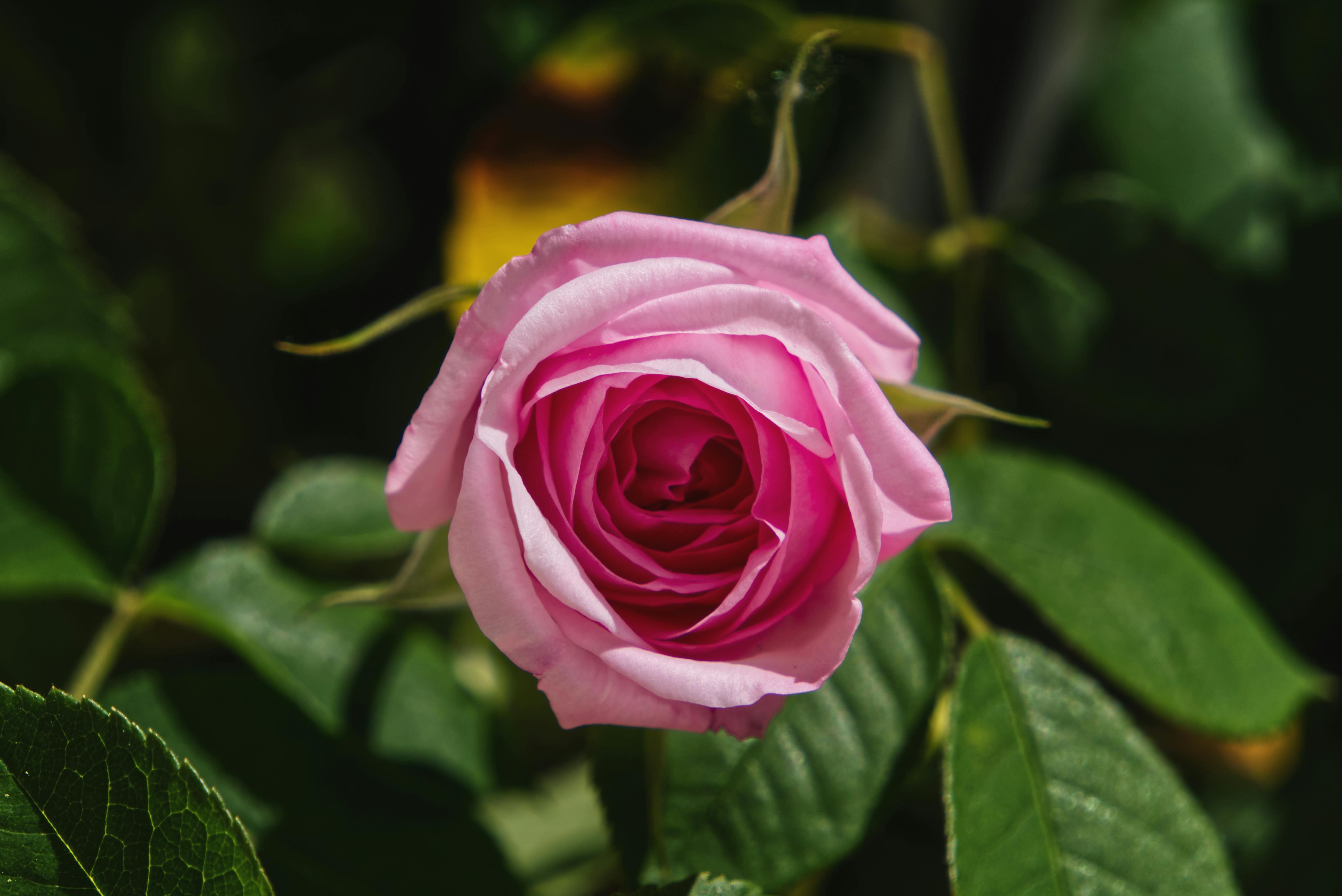 Pink Rose Flower · Free Stock Photo