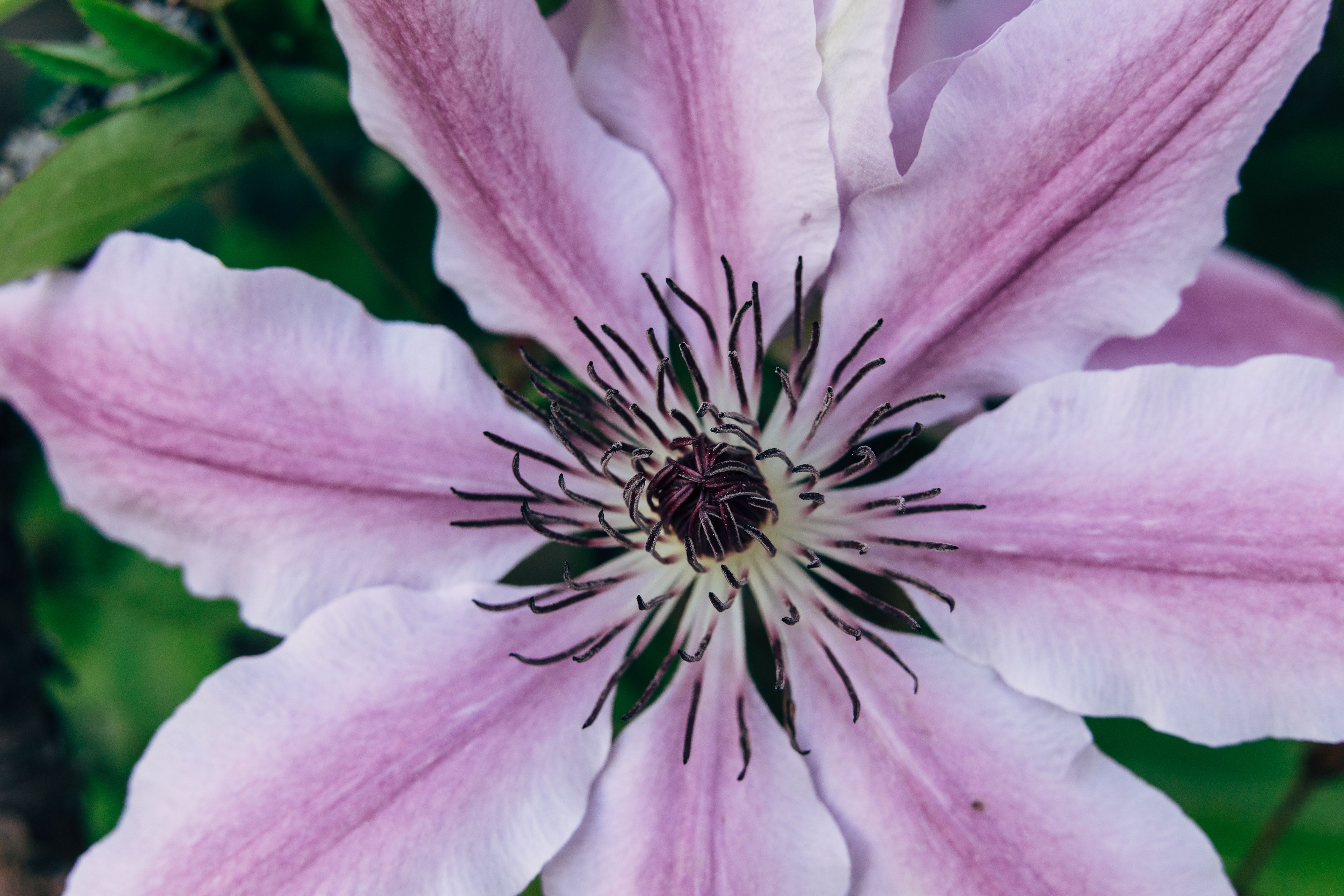 Flower Pink Photos, Download The BEST Free Flower Pink Stock Photos ...