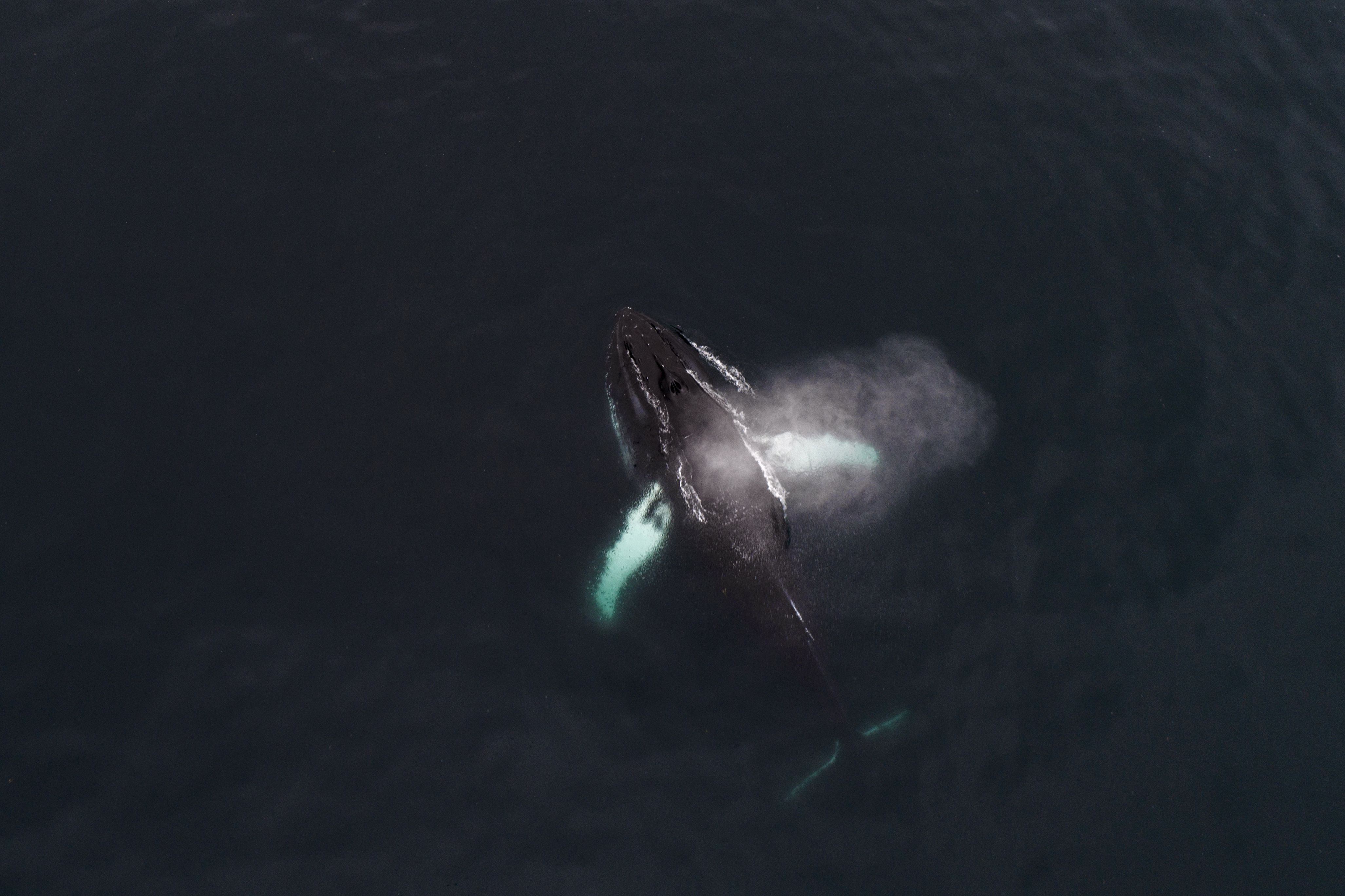 Aerial view of Humpback whale swimming in dark sea · Free Stock Photo