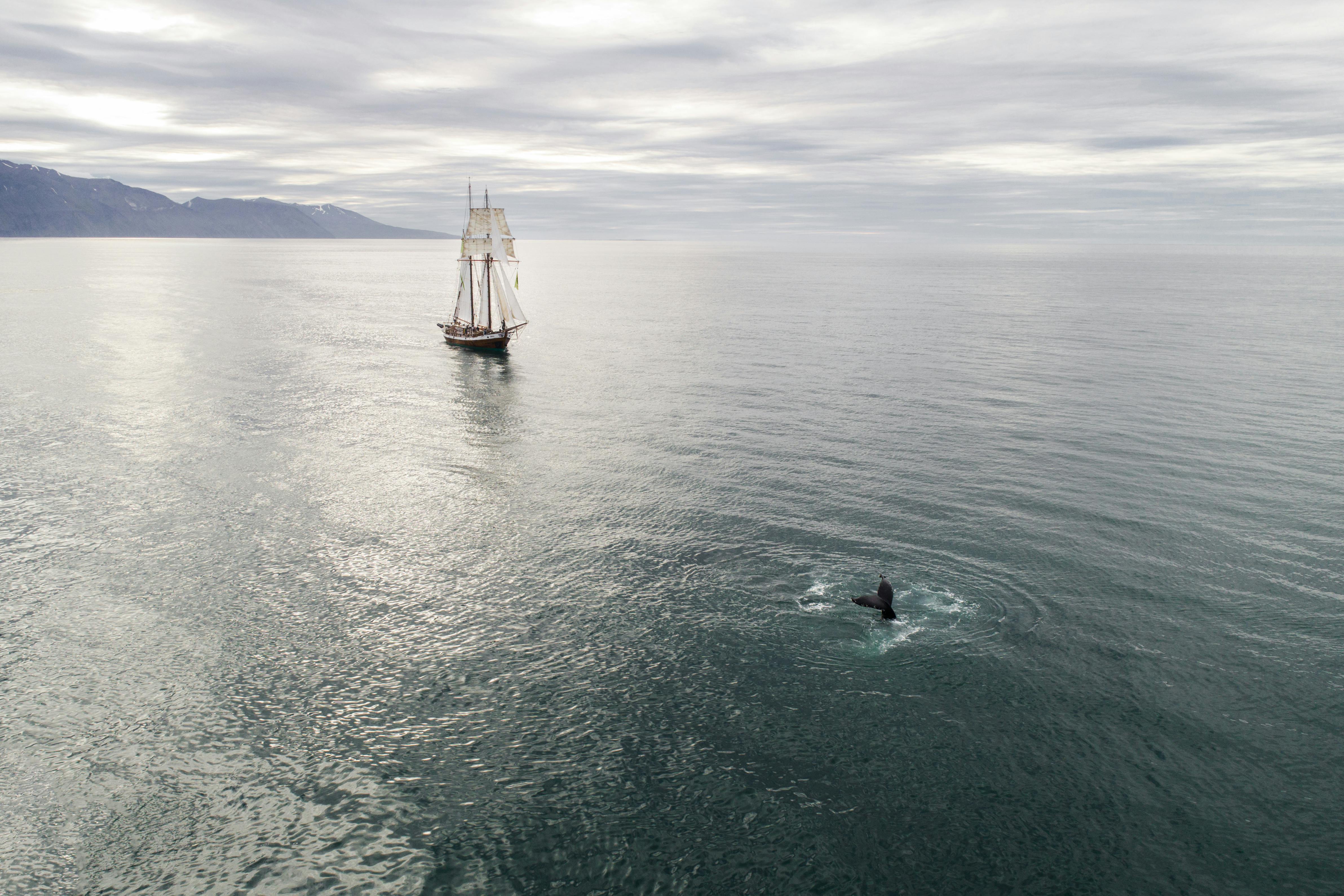 Ship with hoisted sails floating in sea near whale · Free Stock Photo