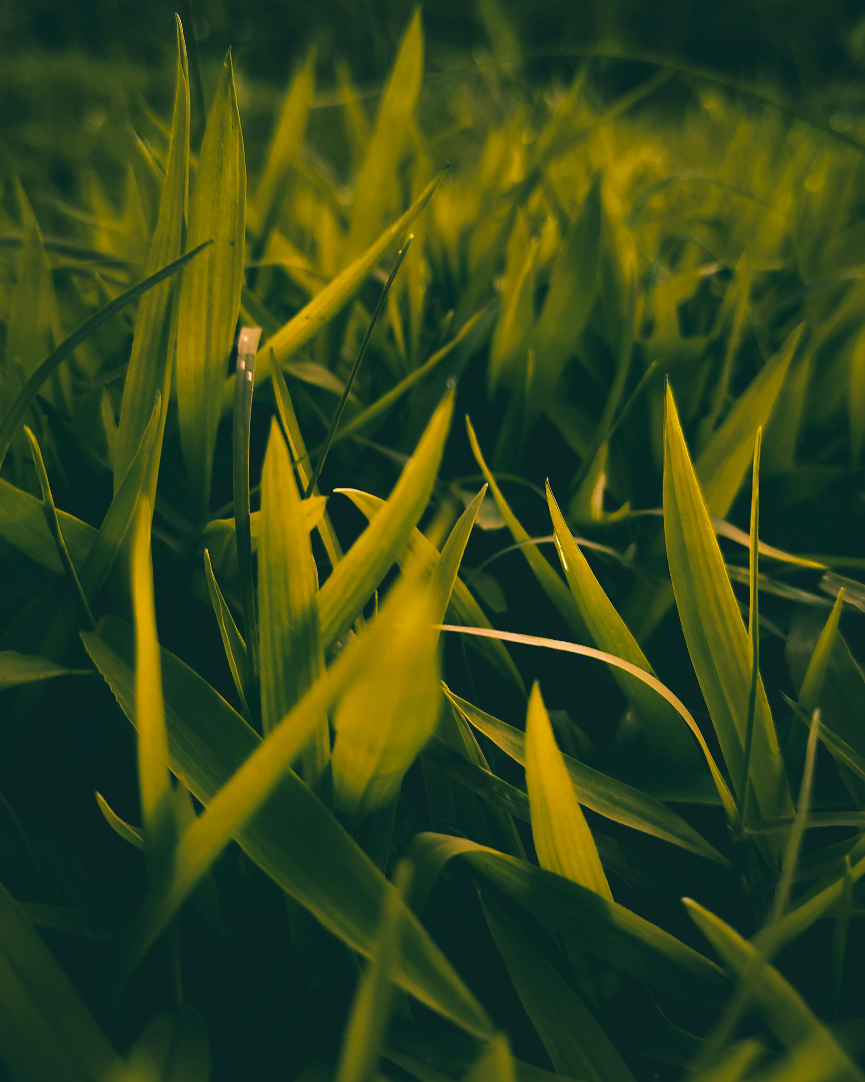 Leaves 15 Photos & Videos Collected by Ramesh Ravi