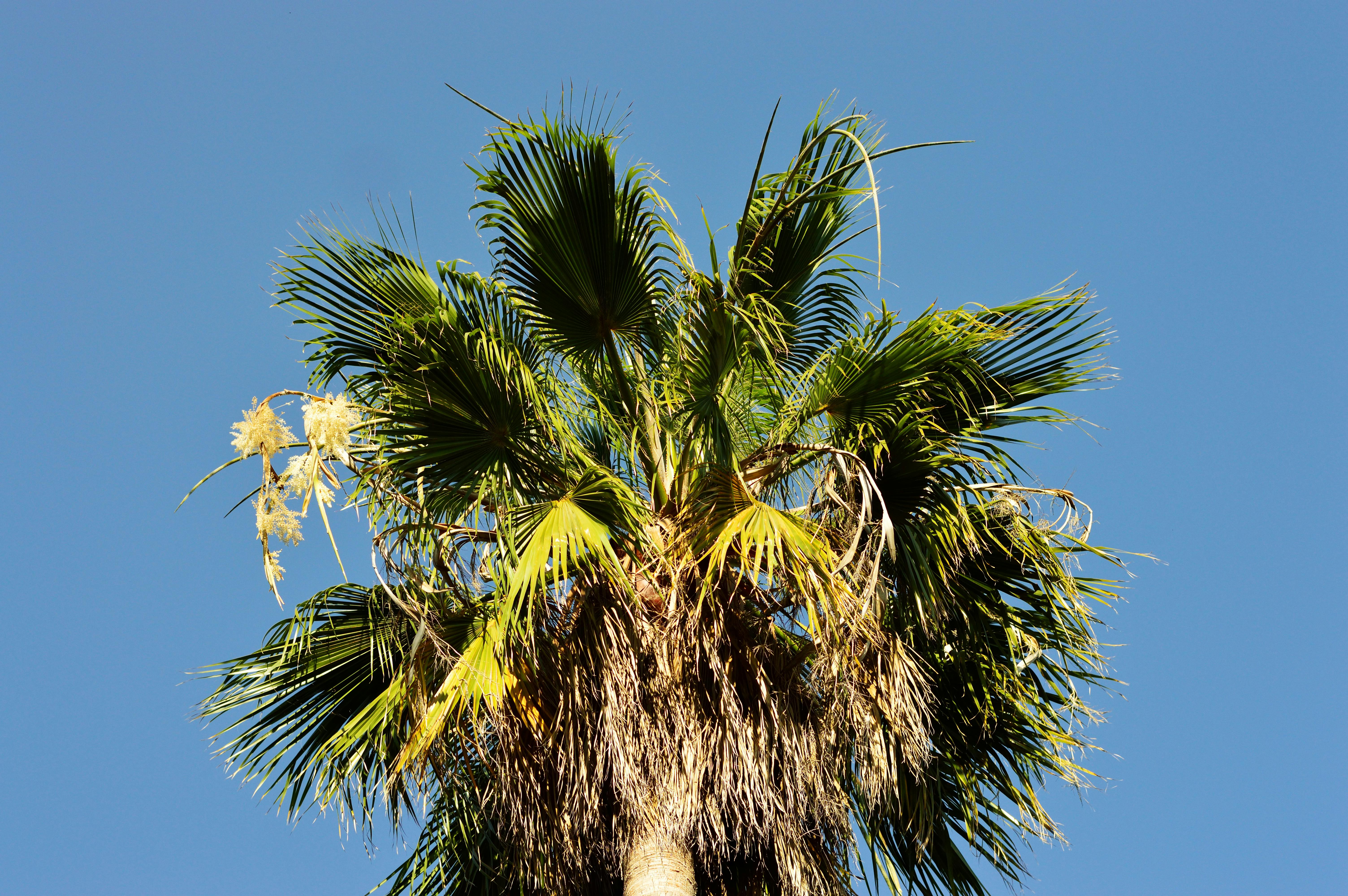 Photo of Palm Tree During Daytime · Free Stock Photo