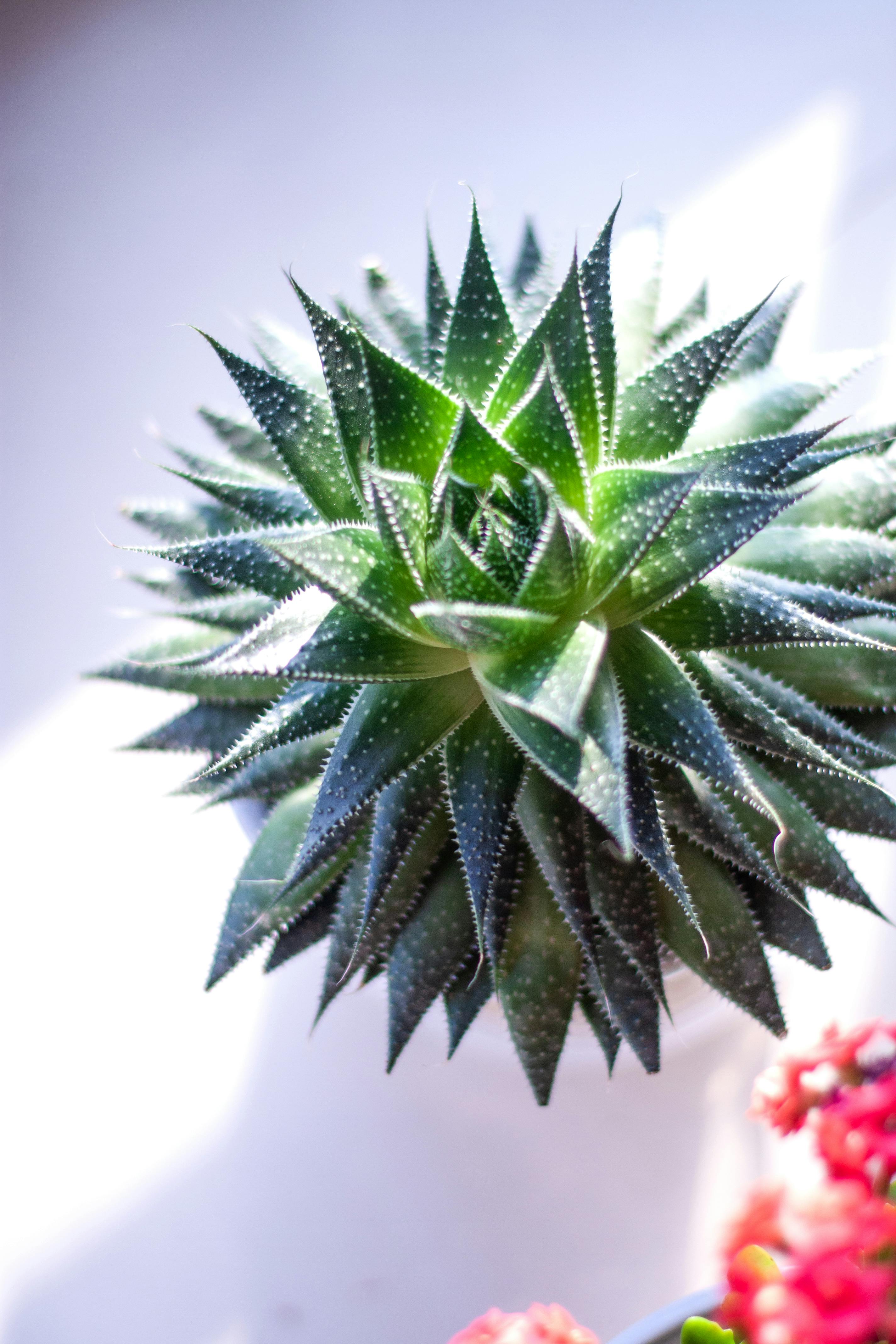 Succulents · Free Stock Photo