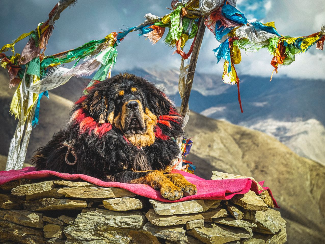 Tibetan Mastiff Next to Human: Temperament & Care Tips