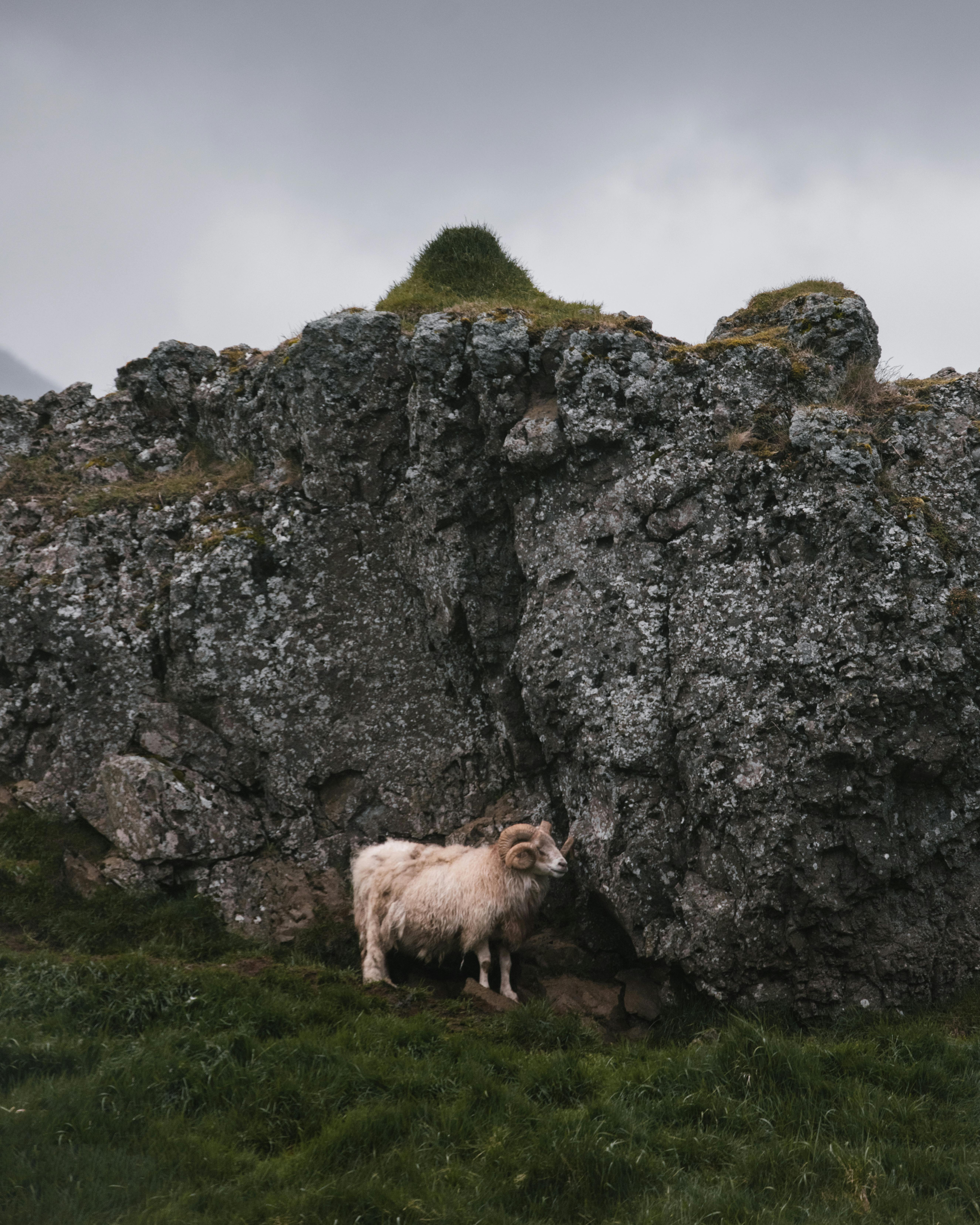 Bighorn grazing on rocky pasture near big stone · Free Stock Photo