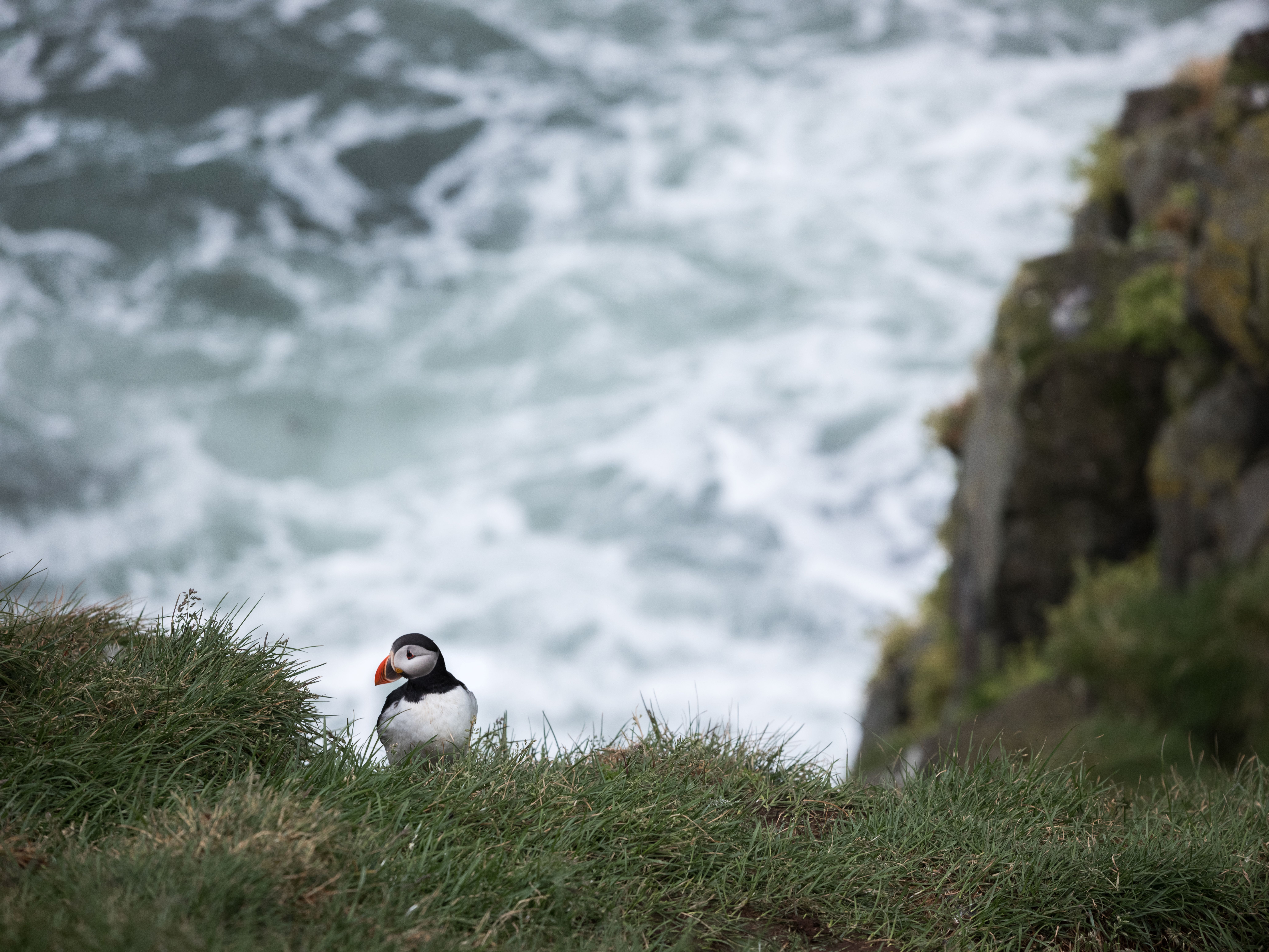 Puffin sitting near foamy sea on green slope · Free Stock Photo