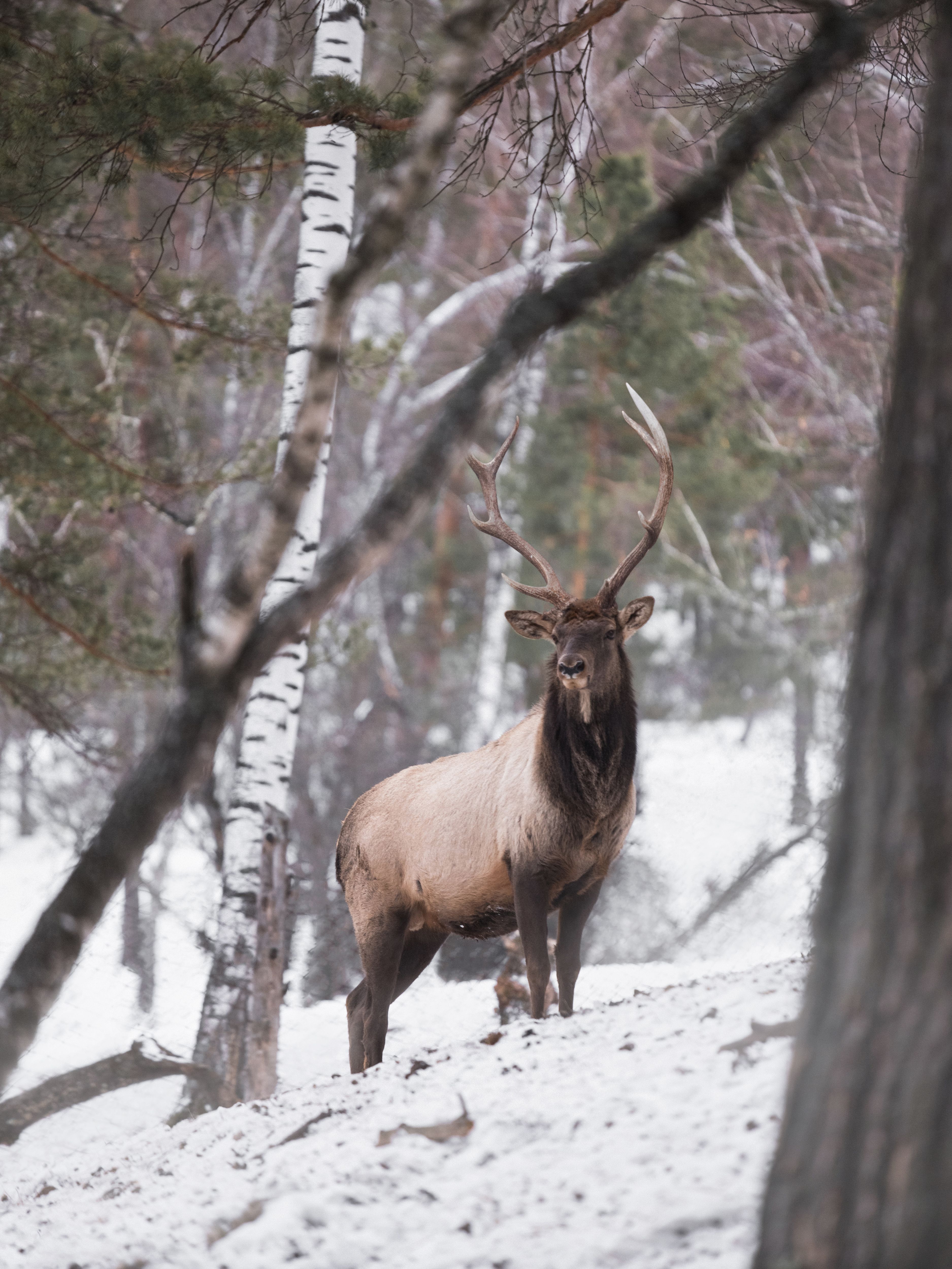 Majestic deer in winter forest at daylight · Free Stock Photo